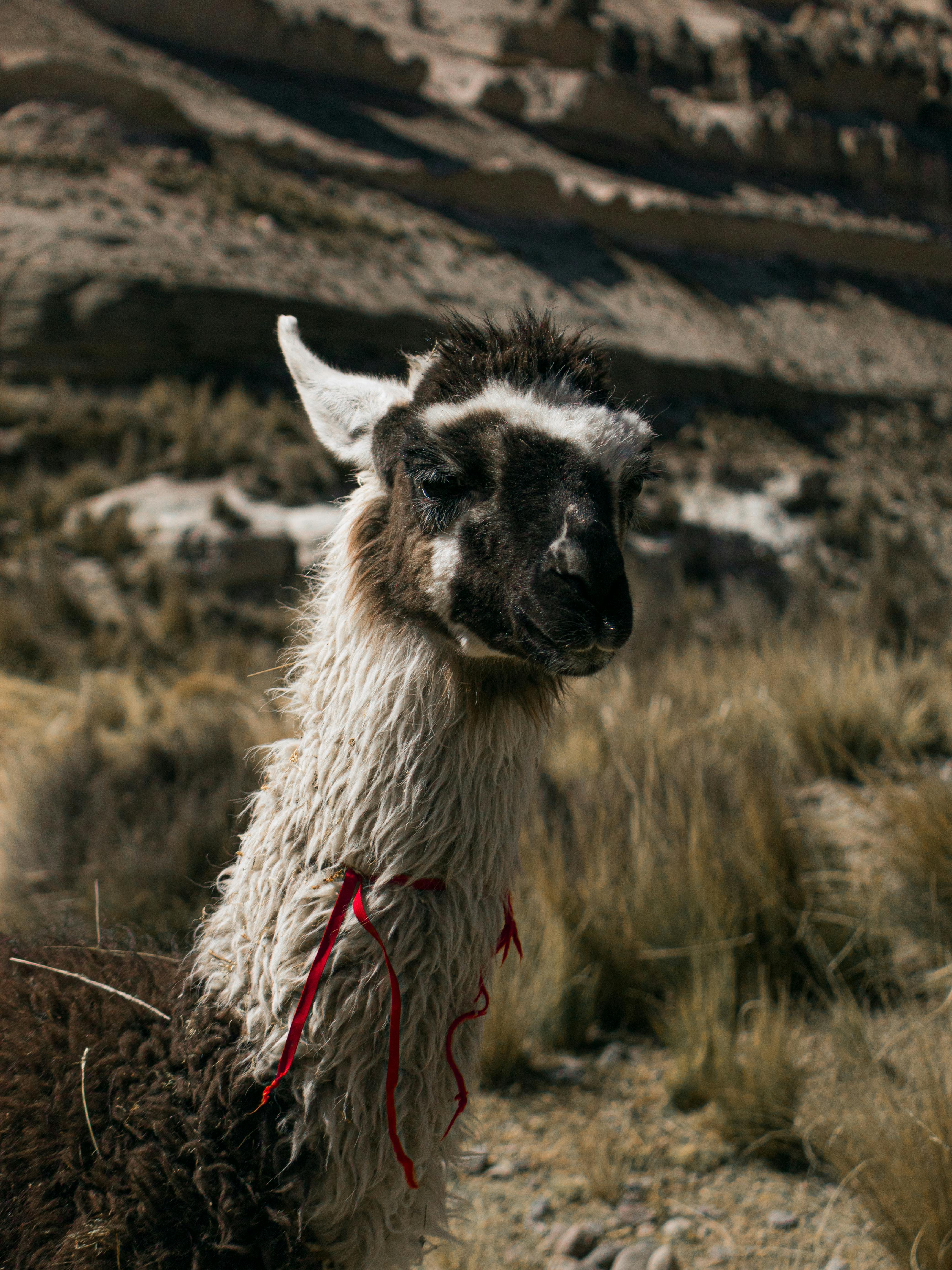 Llama Bean Photos, Download The BEST Free Llama Bean Stock Photos & HD ...