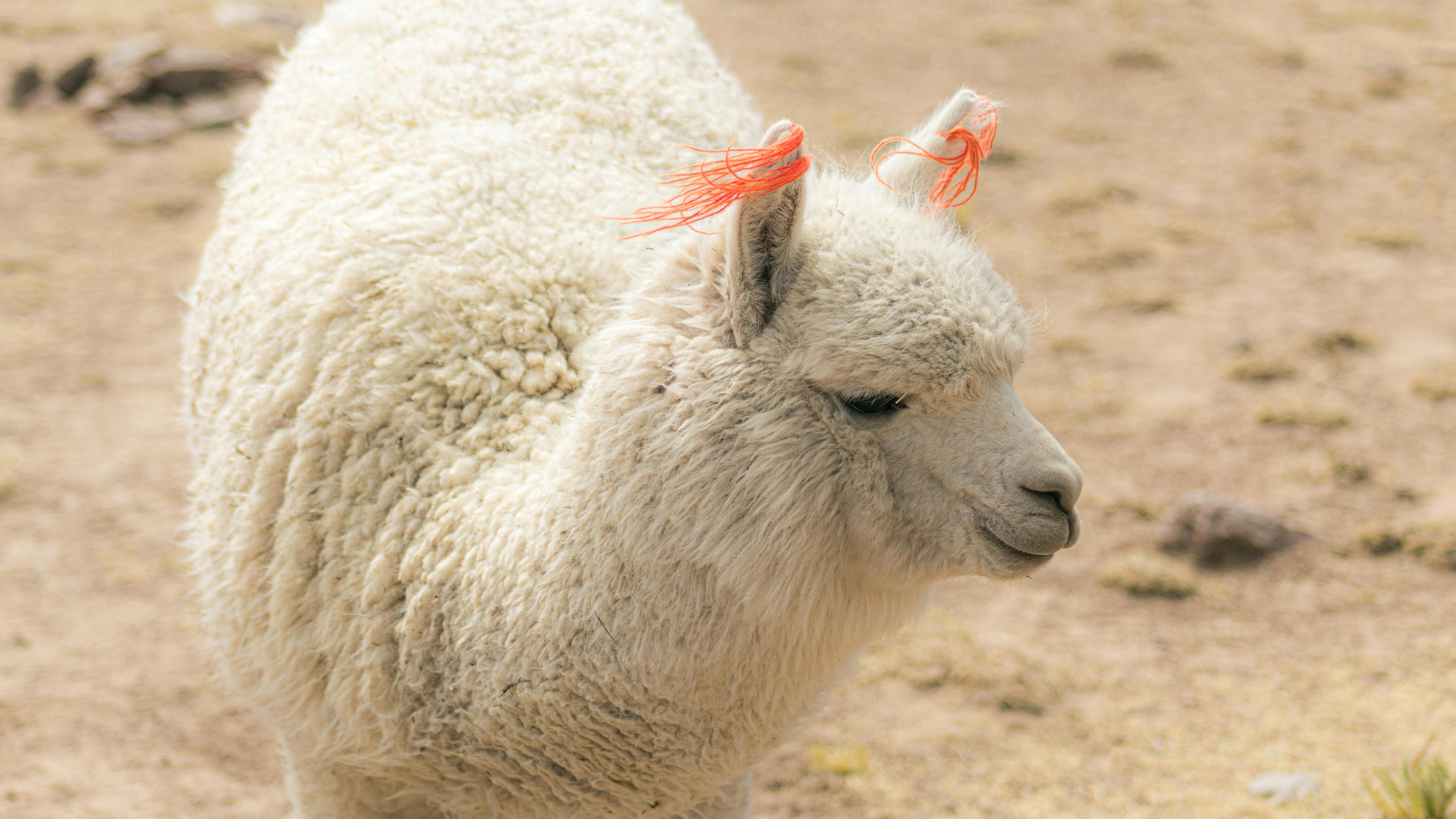 Foto de stock gratuita sobre fotografía de animales, ganado, llama ...