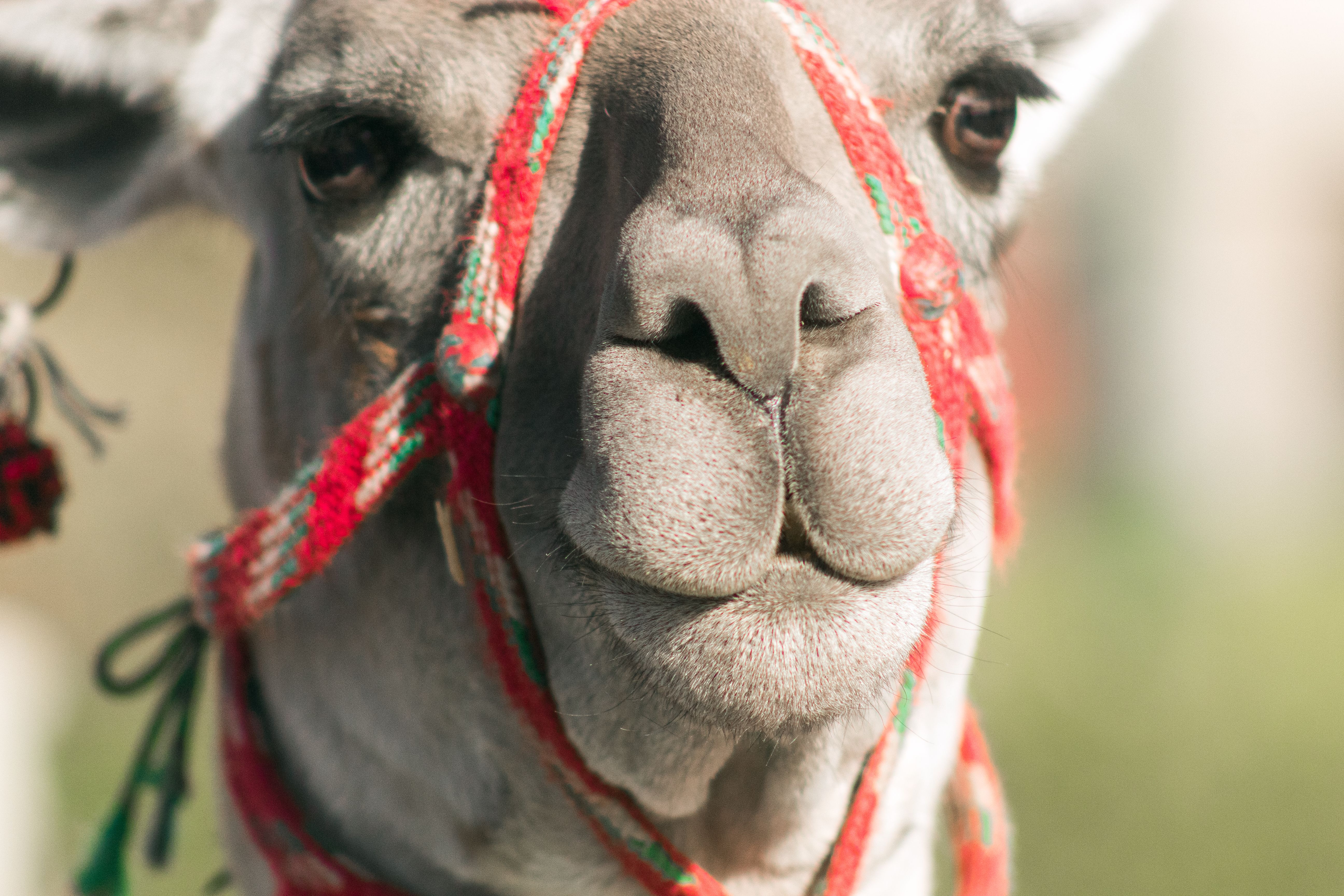Photo Of Llama During Daytime · Free Stock Photo