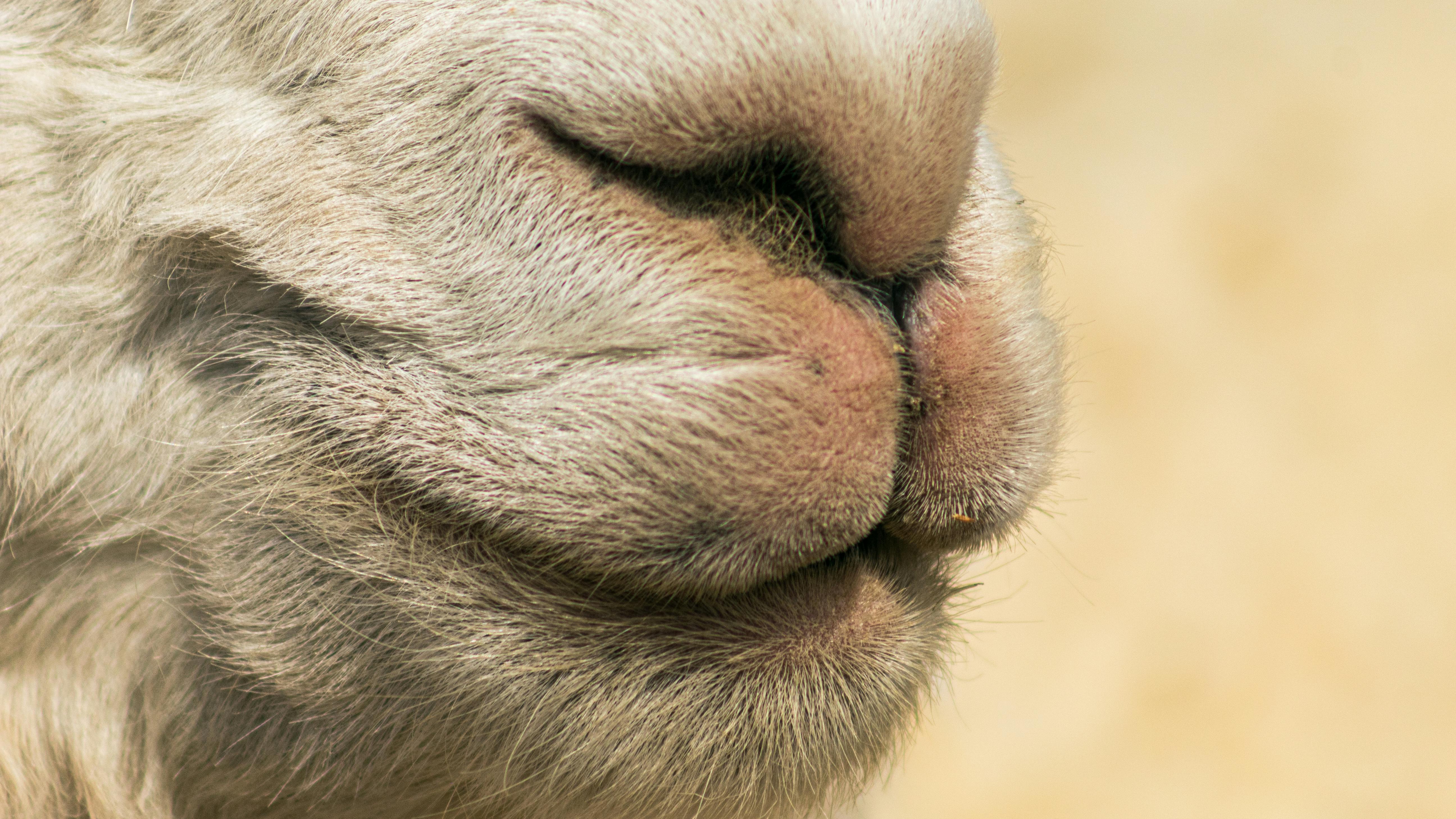 Close Up Photo of Gray Camel · Free Stock Photo