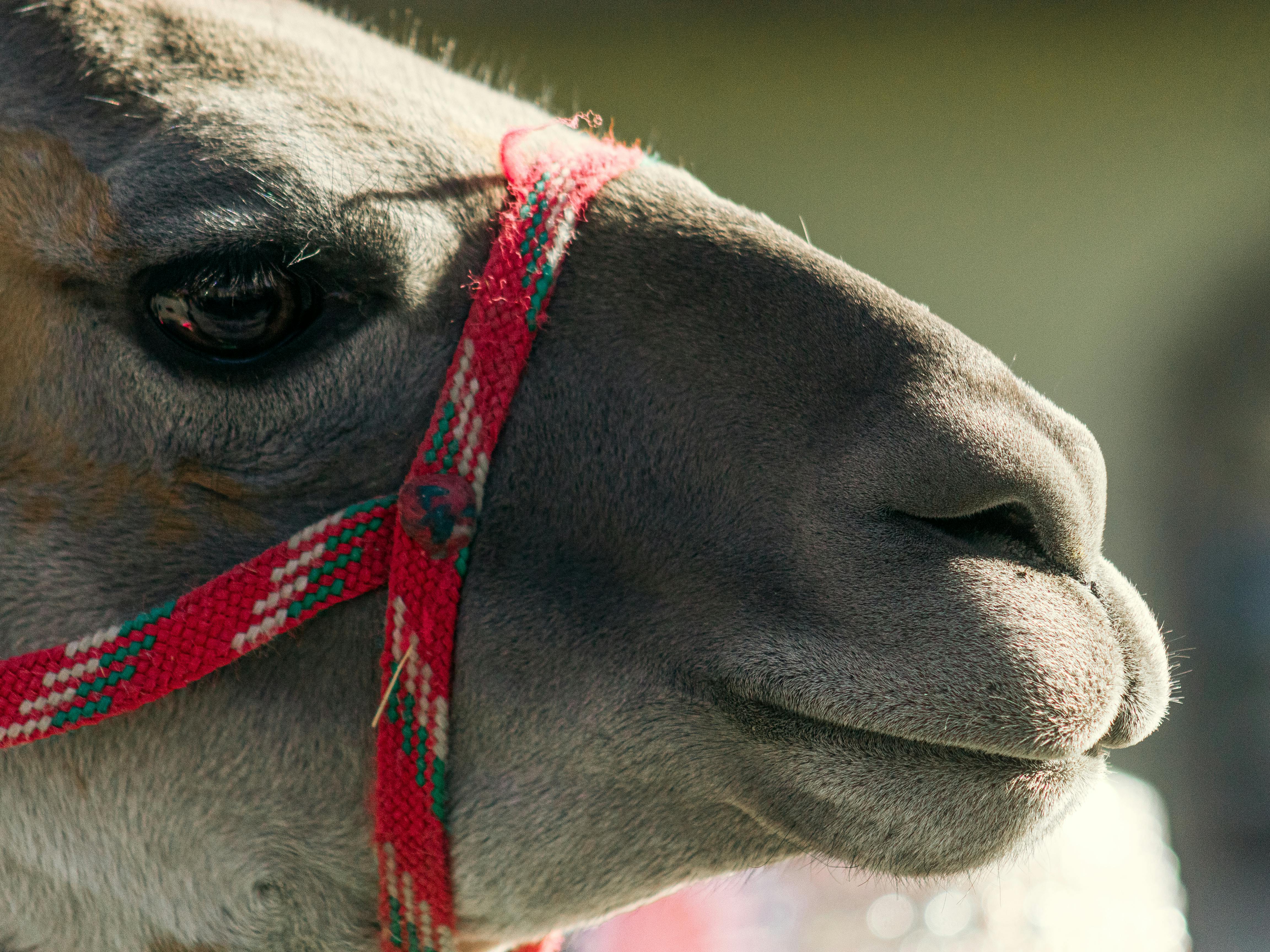 Desert With Camel Background Zoom Photos, Download The BEST Free Desert ...