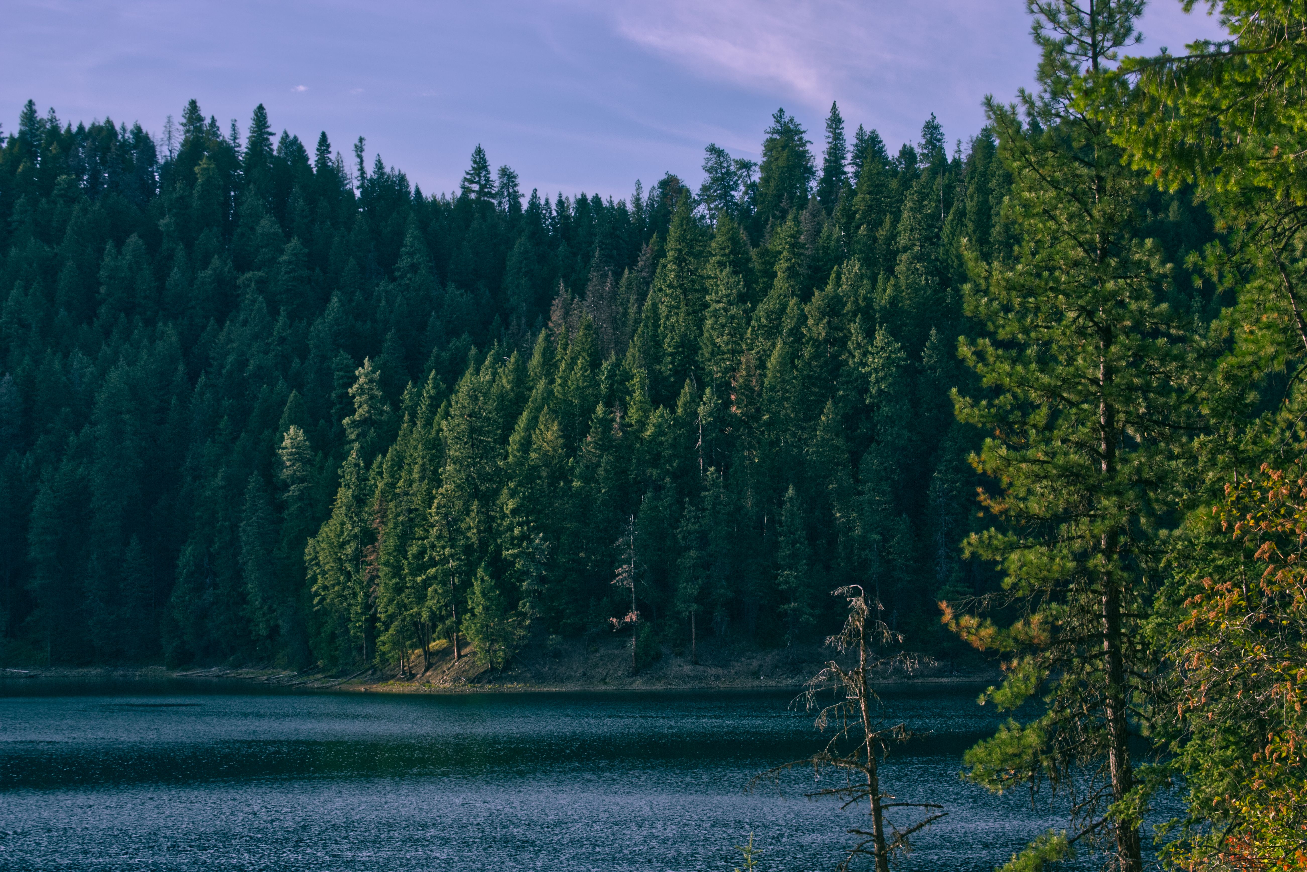 Conifers Along Lakeshore in USA · Free Stock Photo