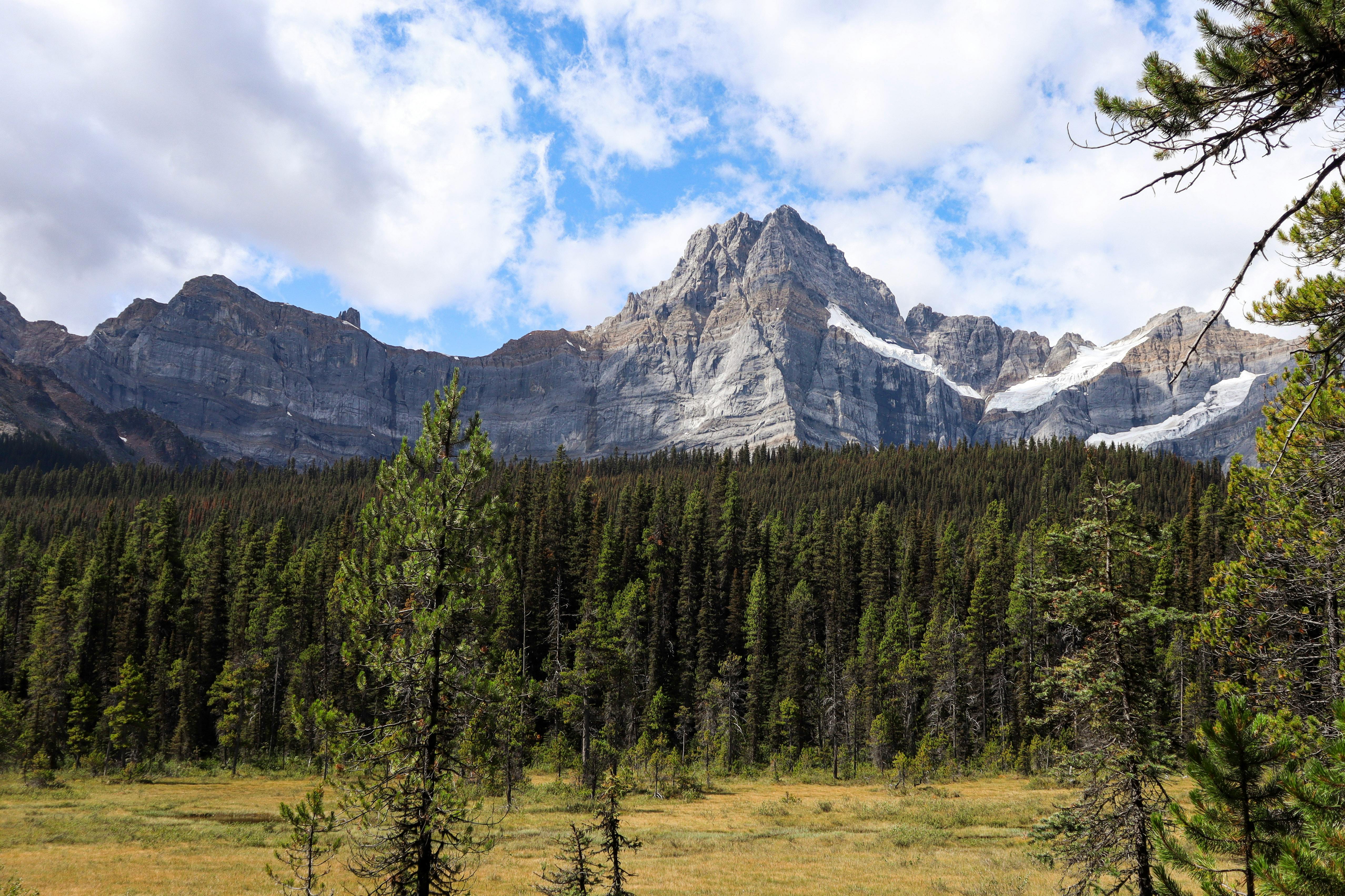 Howse Peak Near Woods in Canada · Free Stock Photo