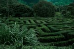 Labyrinth Photos, Download The BEST Free Labyrinth Stock Photos & HD Images