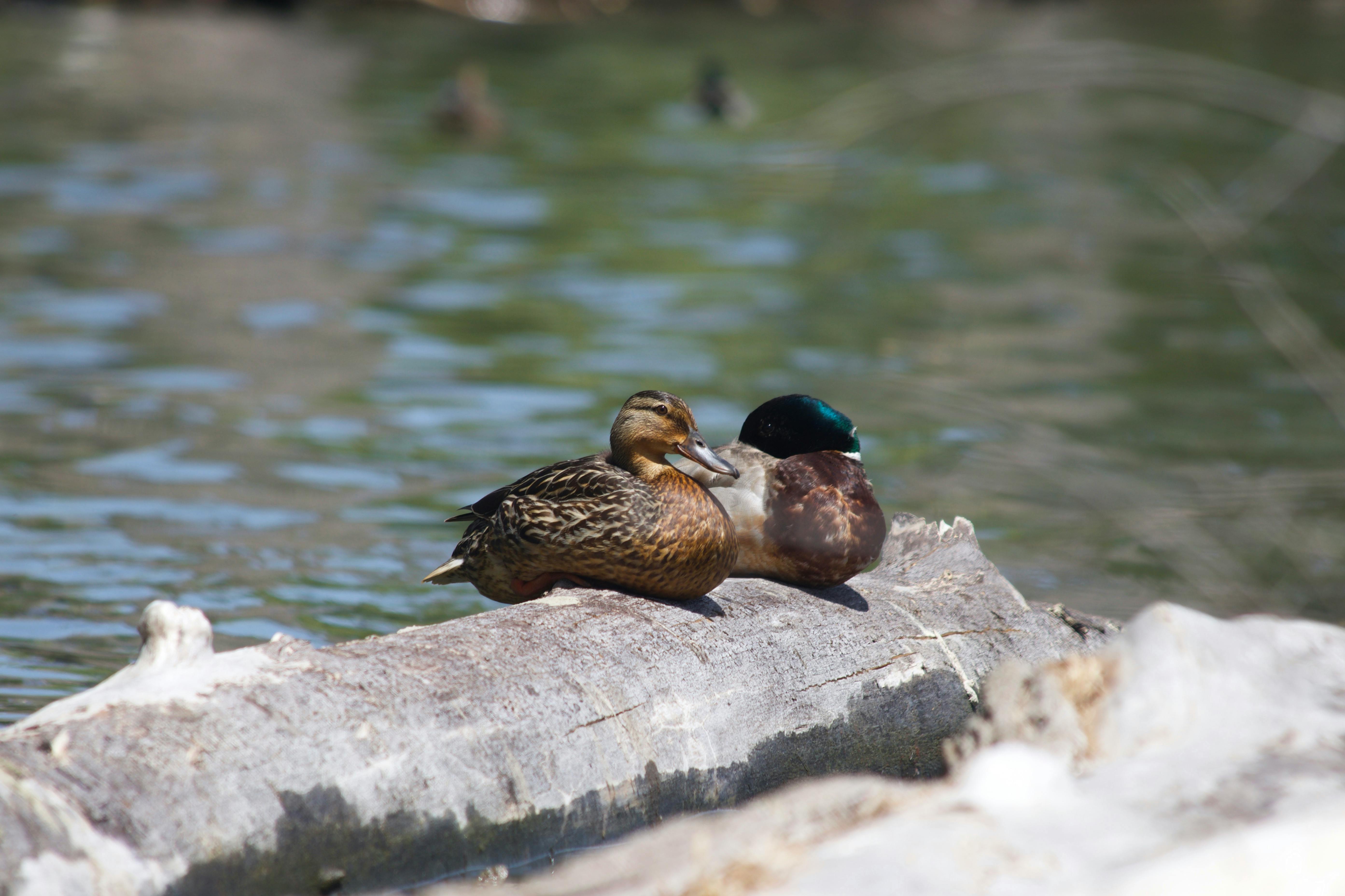 Water Loving Birds Photos, Download The BEST Free Water Loving Birds ...