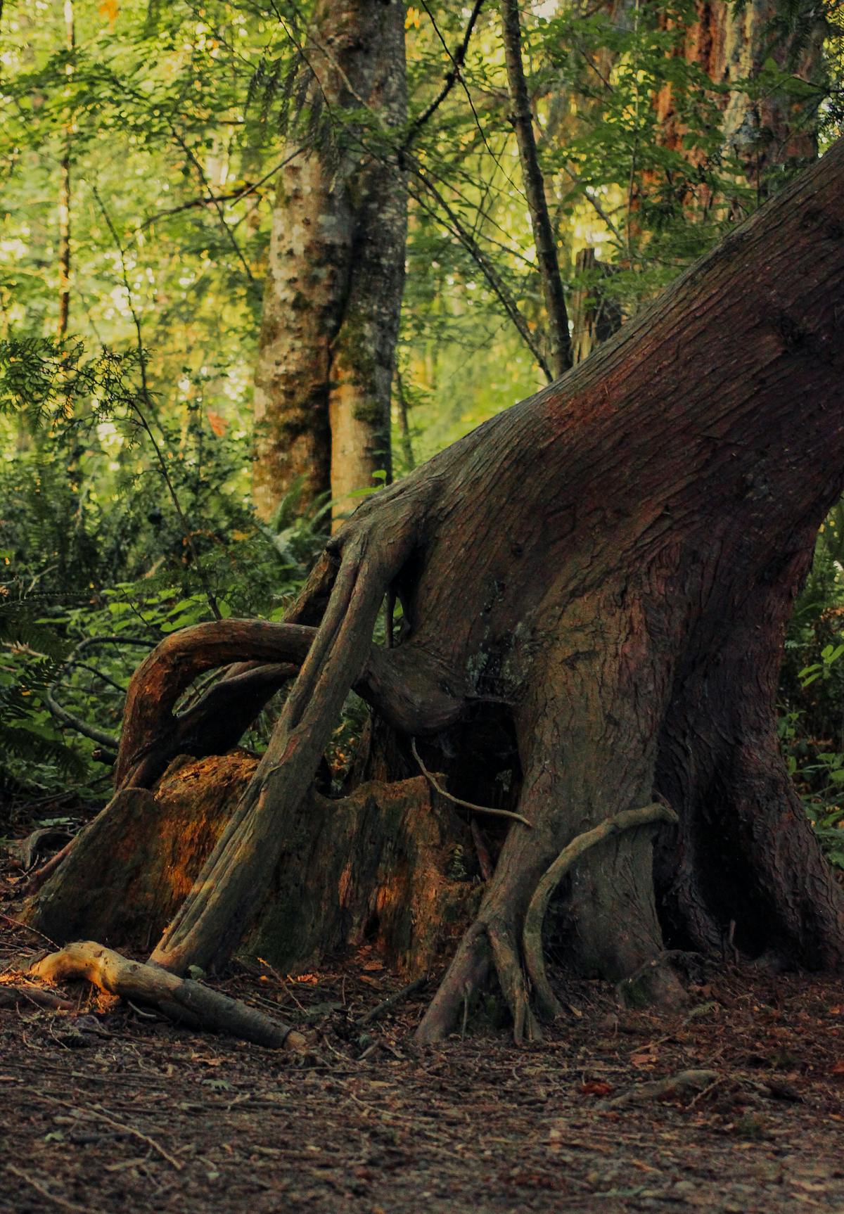 Image Of Tree With Roots Photos, Download The BEST Free Image Of Tree ...