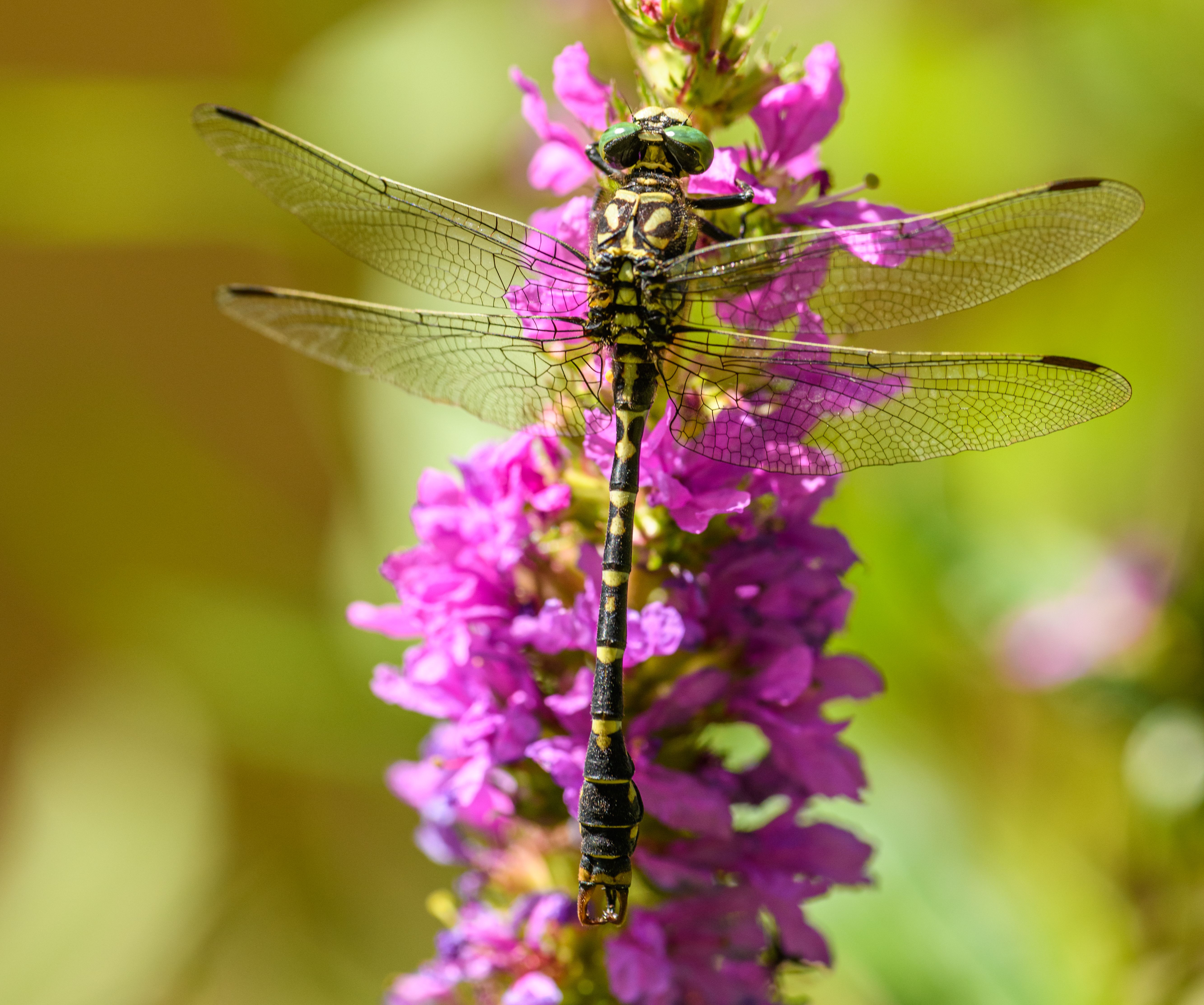 Dragonfly on Flower · Free Stock Photo