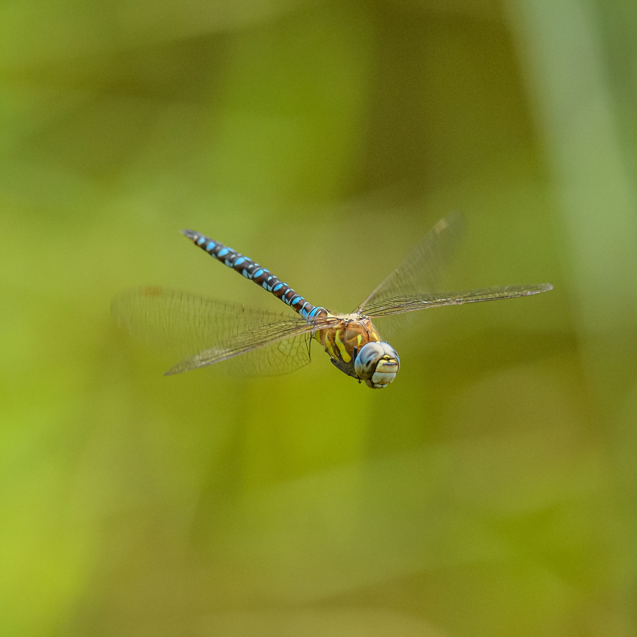 Close up of Flying Dragonfly · Free Stock Photo