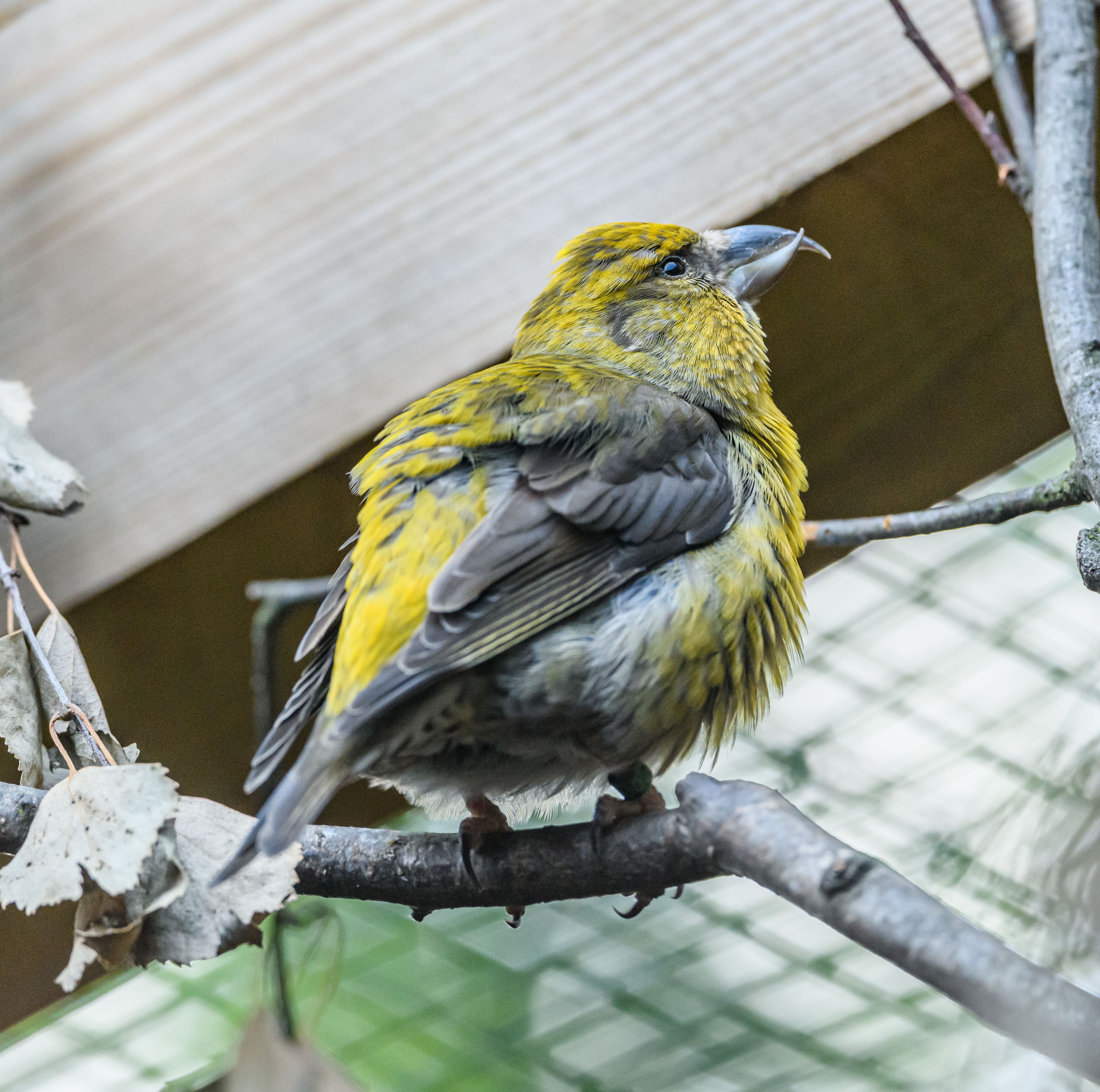 Close up of Red Crossbill · Free Stock Photo