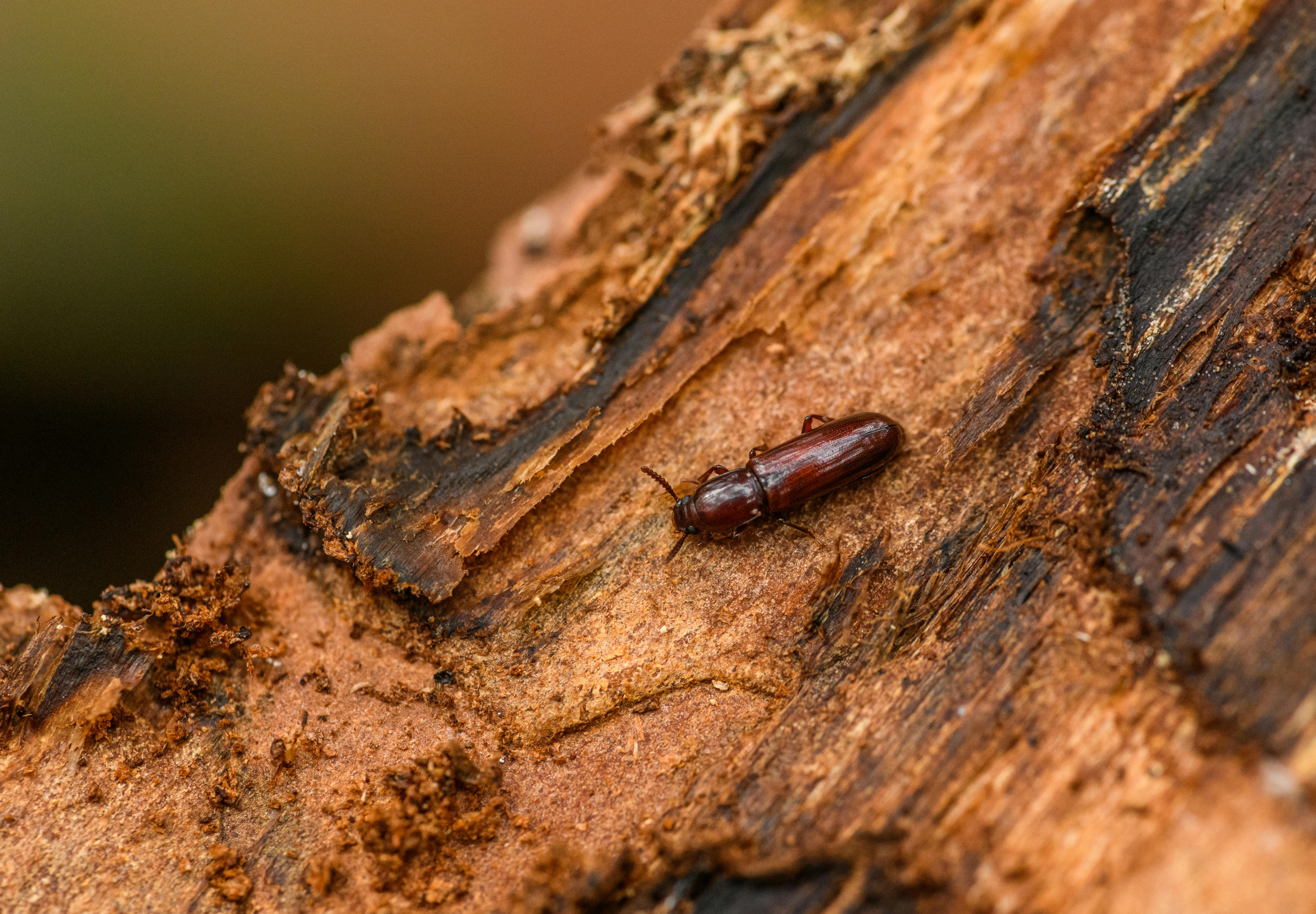 Beetle on Tree Bark · Free Stock Photo