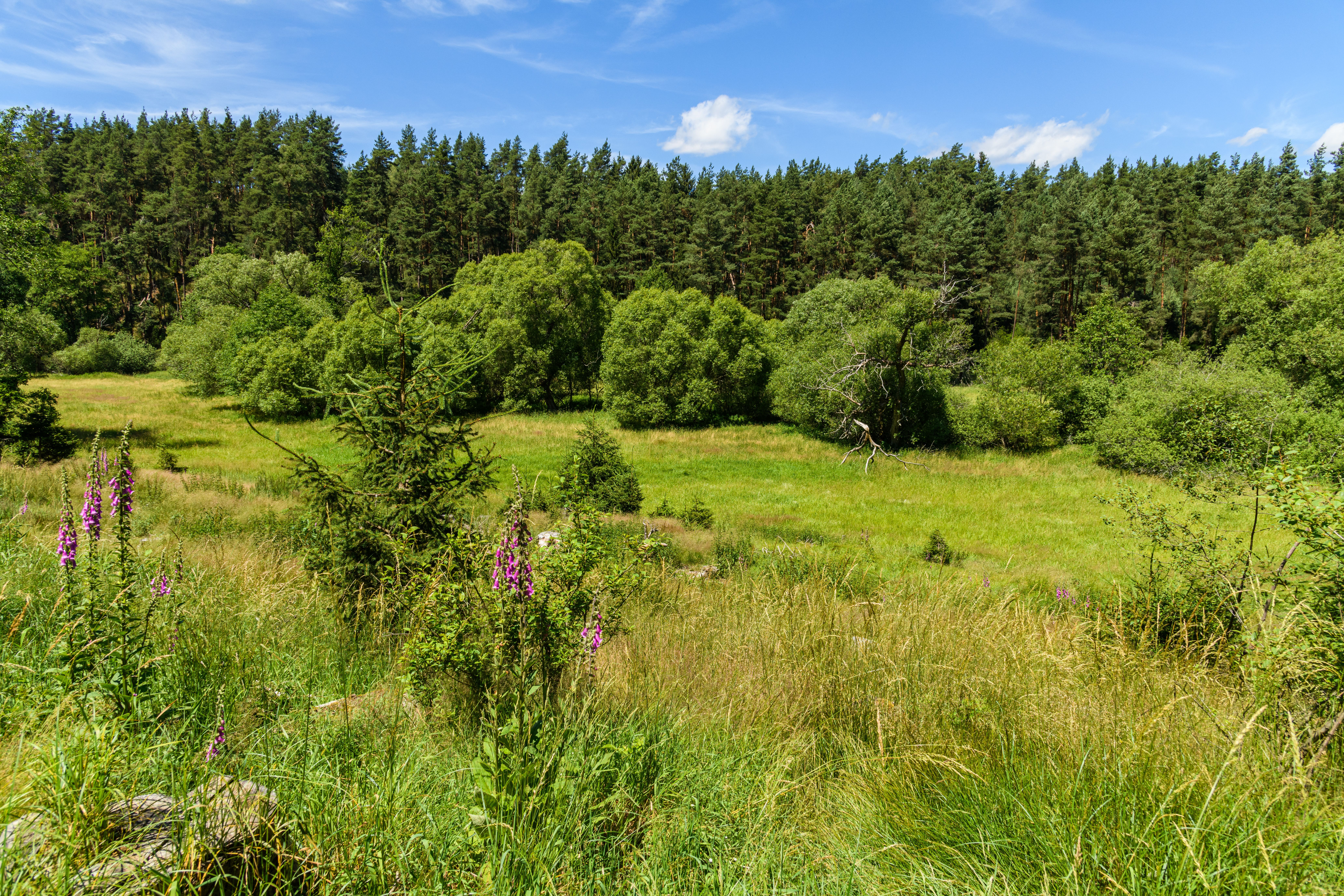 Green Meadow and Forest · Free Stock Photo