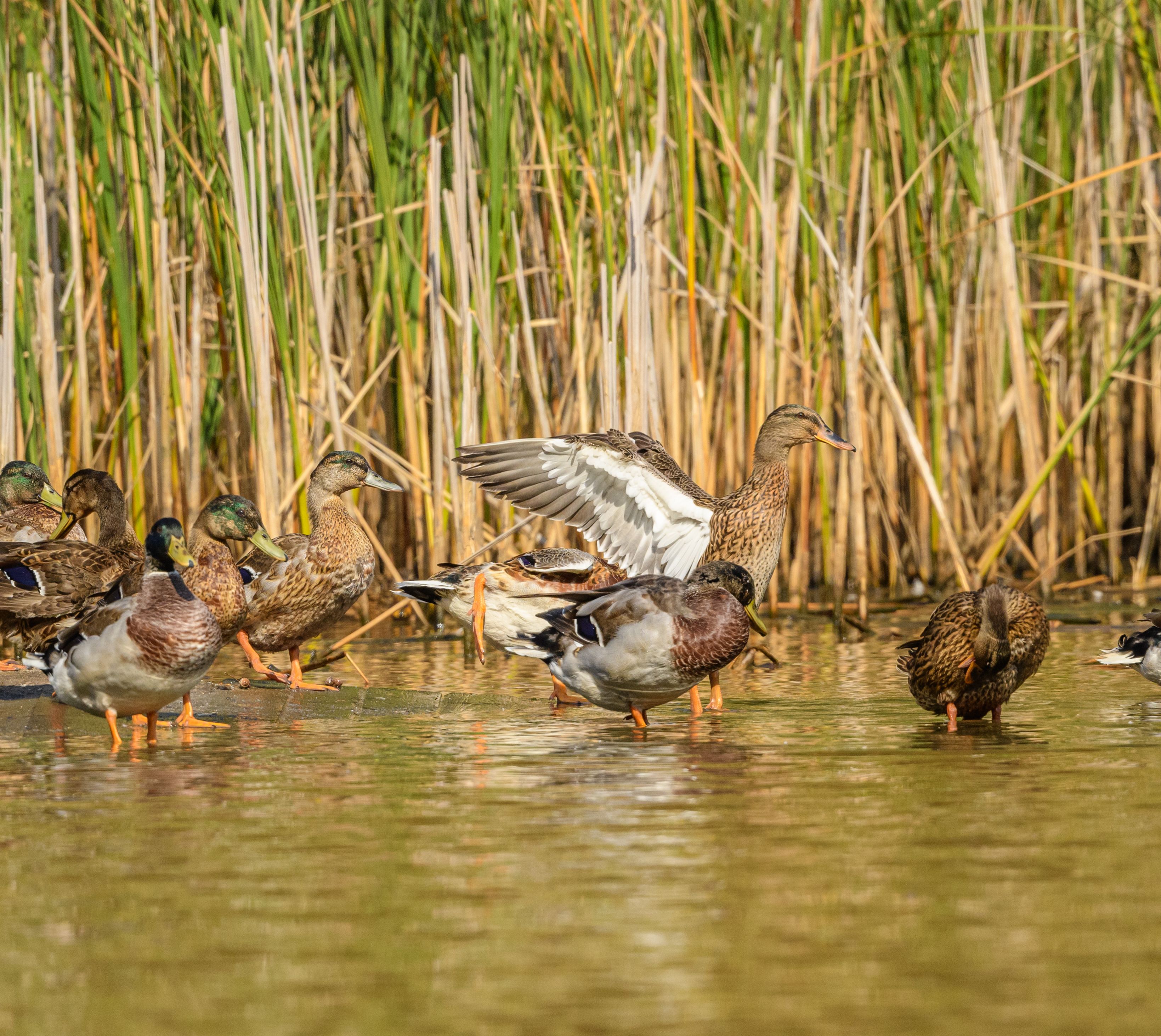 Close up of Mallards · Free Stock Photo