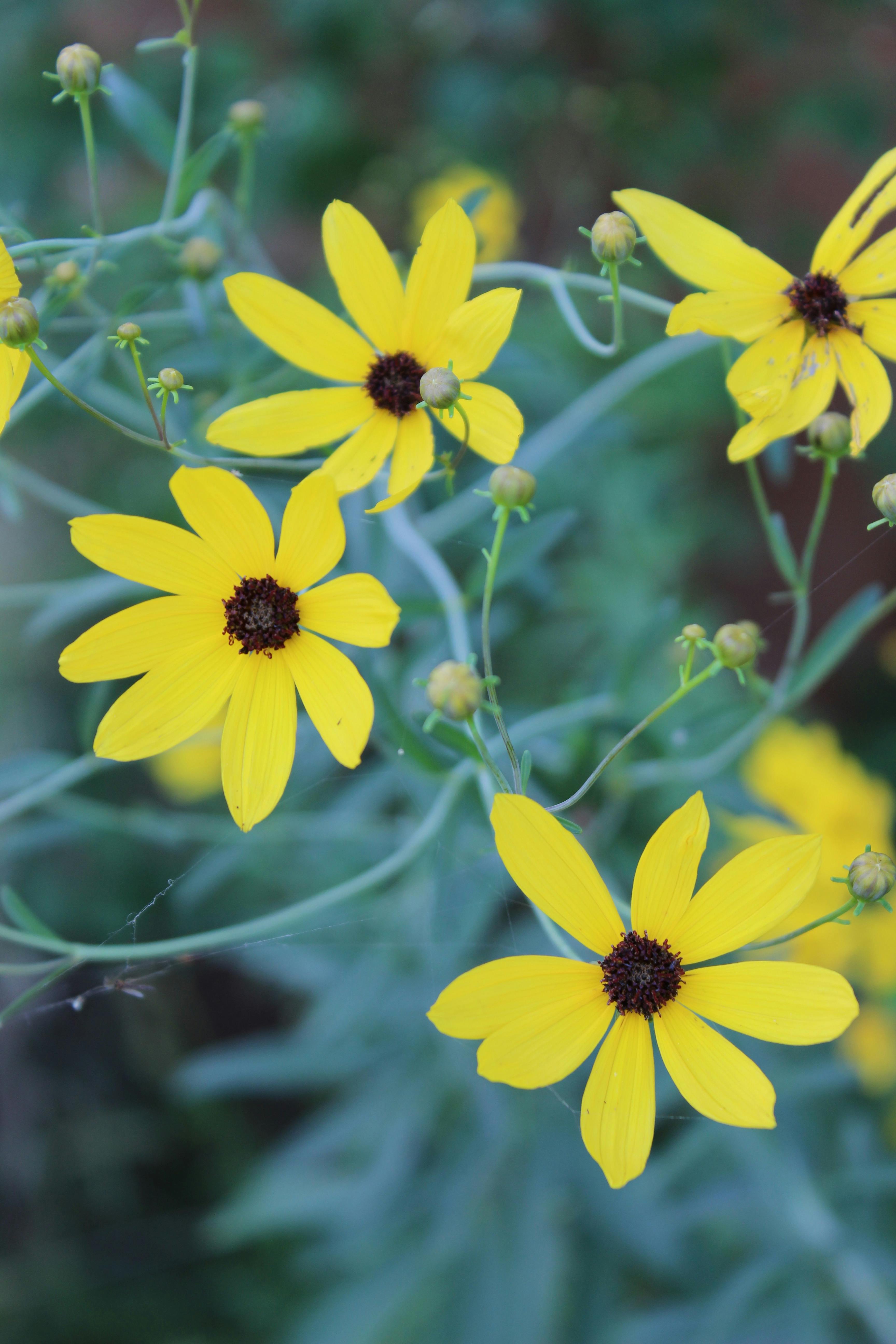 Blooming Lobed Tickseed Flower · Free Stock Photo