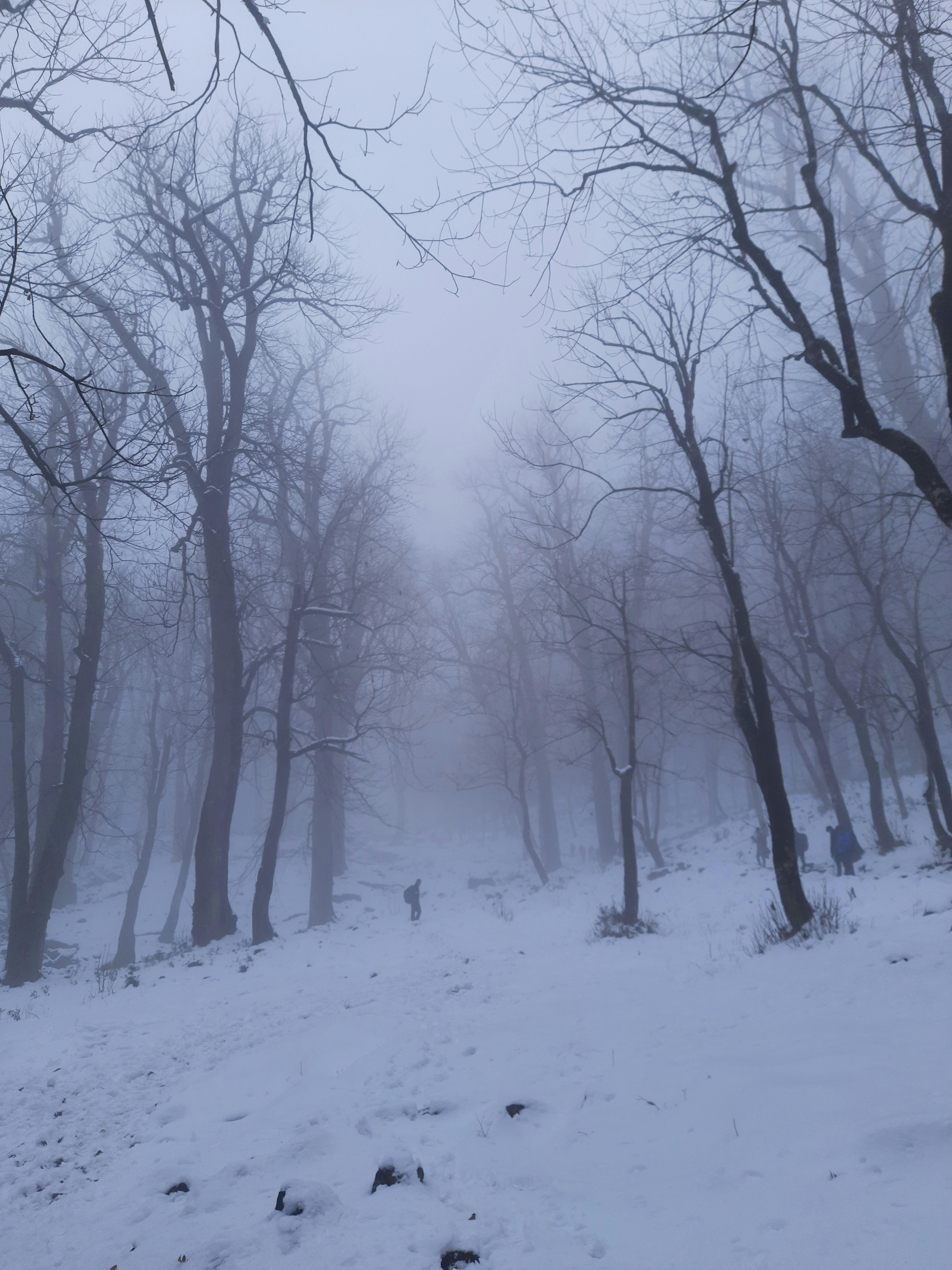 Empty Trees in a Forest in Winter · Free Stock Photo