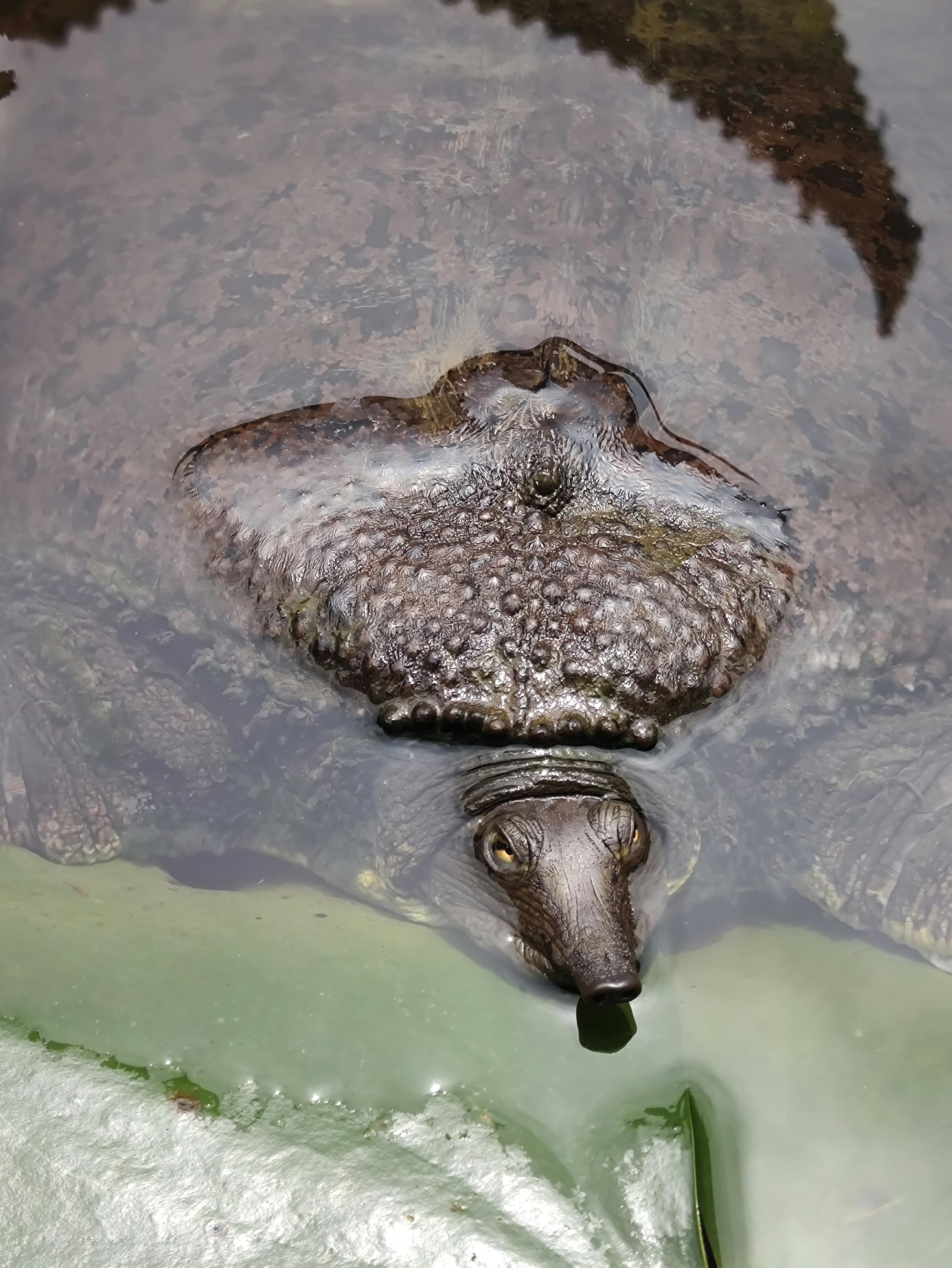 Photo of an African Softshell Turtle · Free Stock Photo