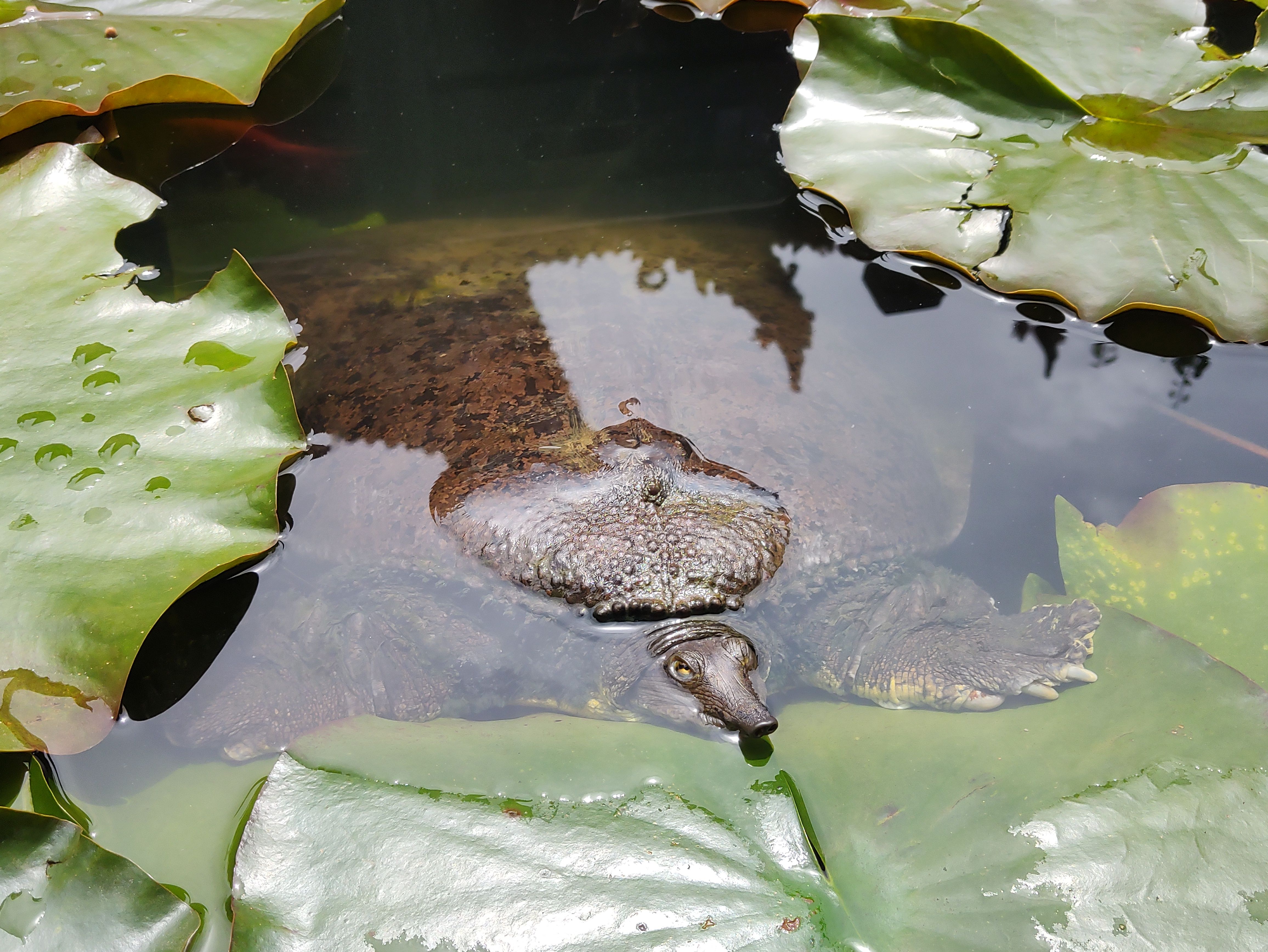 Turtle Swimming in a Pond · Free Stock Photo