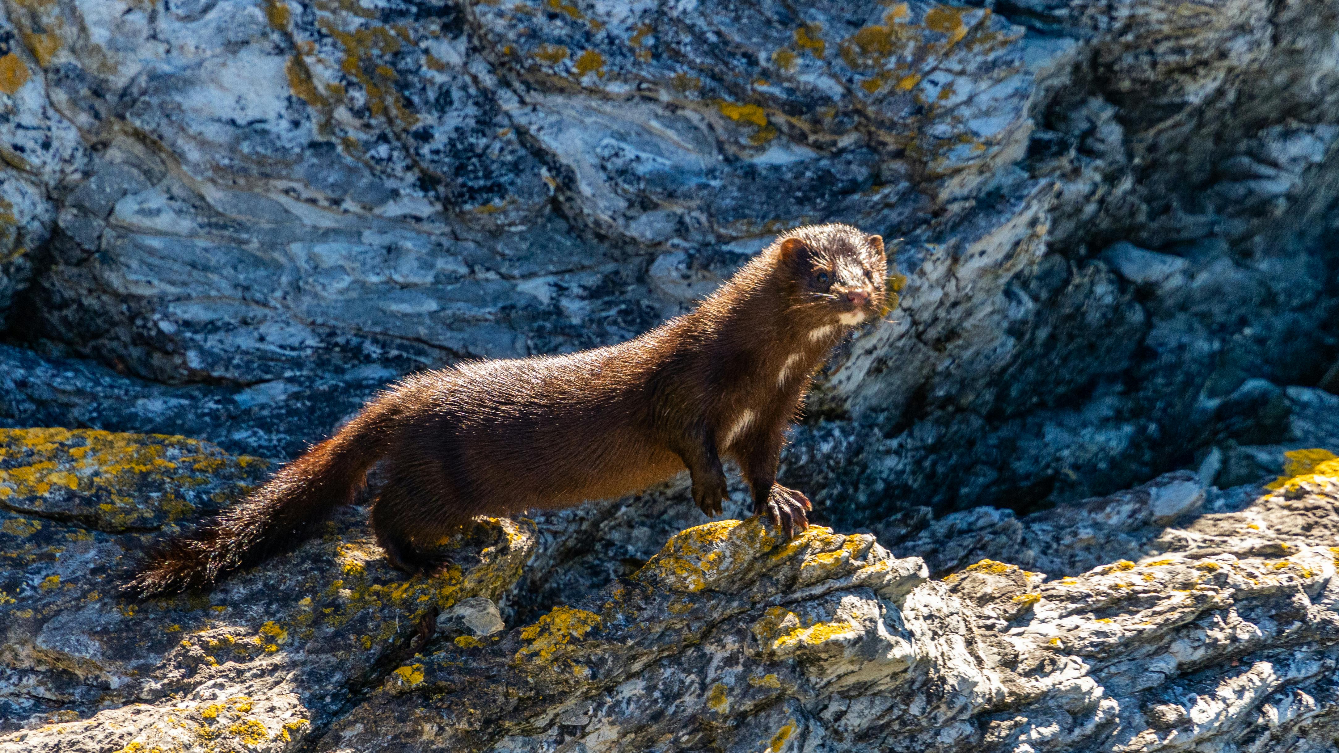 Mink Photos, Download The BEST Free Mink Stock Photos & HD Images