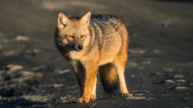Peruvian Desert Fox: Thriving in Harsh Arid Environments