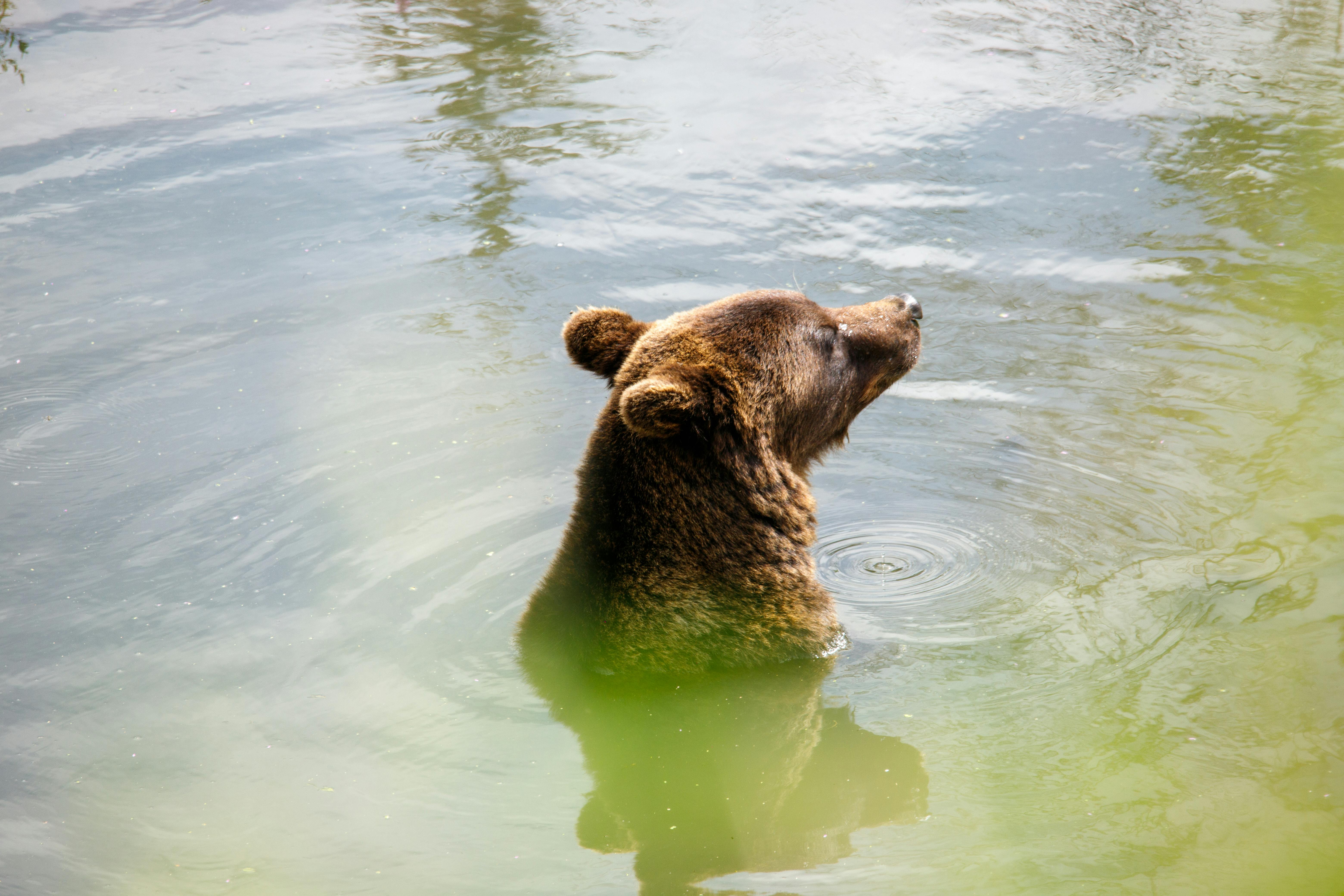 Grizzly Bear Walking Beside Pond · Free Stock Photo