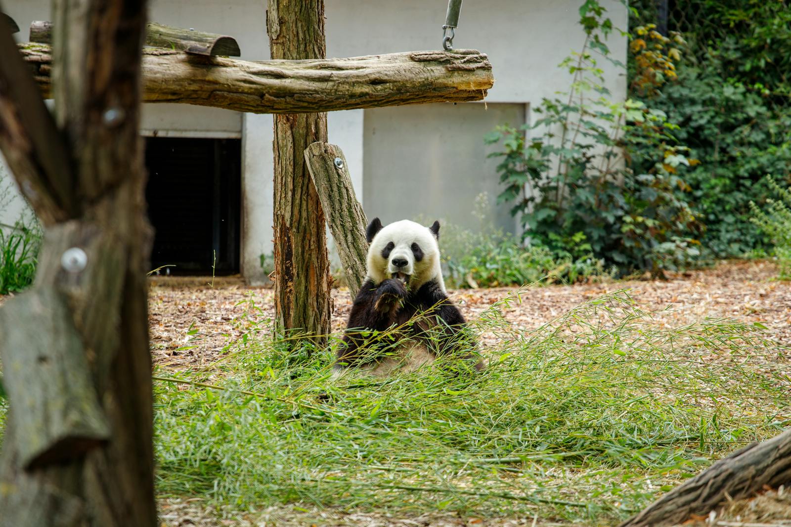 Waving Panda Bear Photos, Download The BEST Free Waving Panda Bear ...