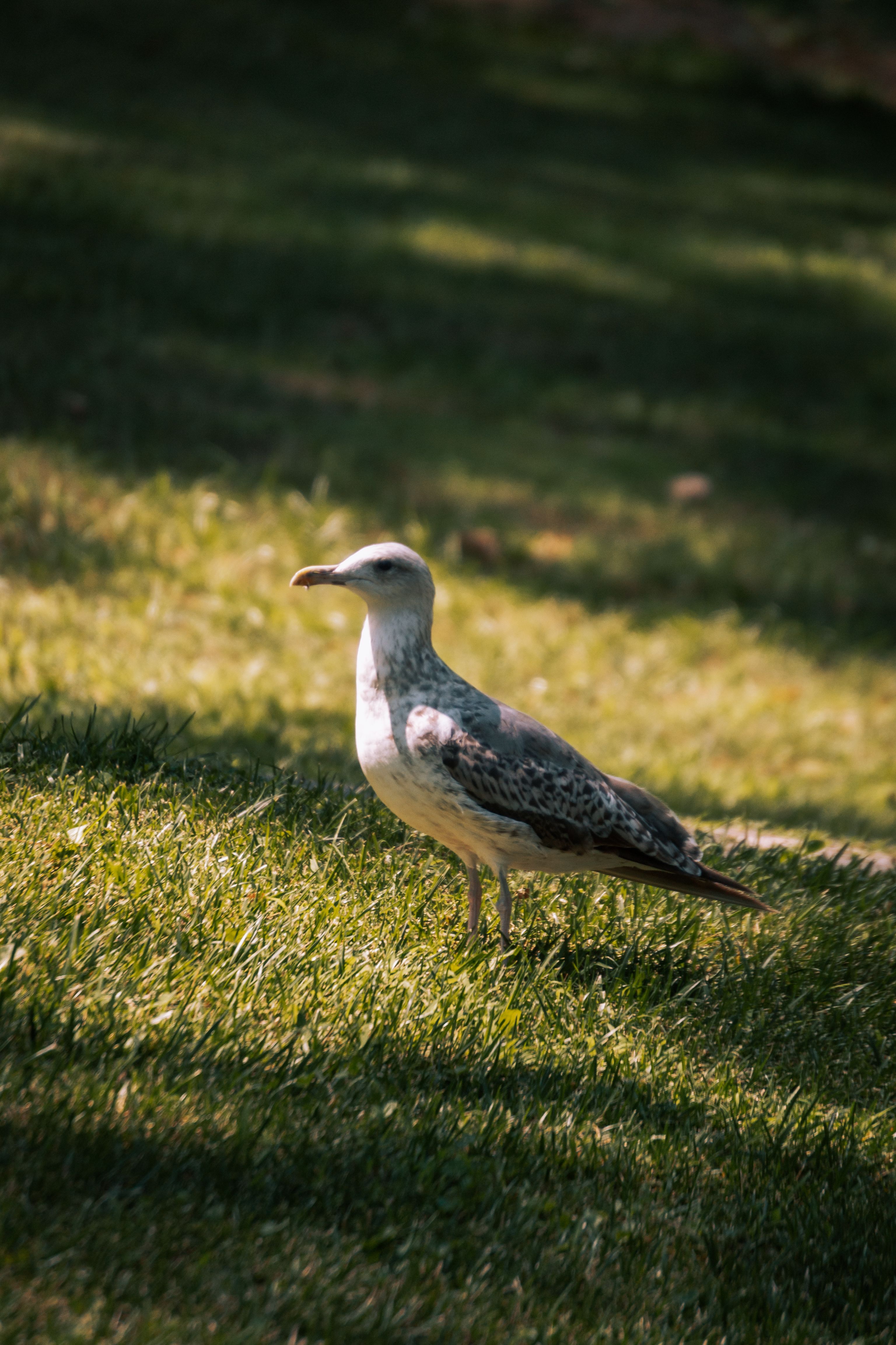 Seagull Flying in Air · Free Stock Photo