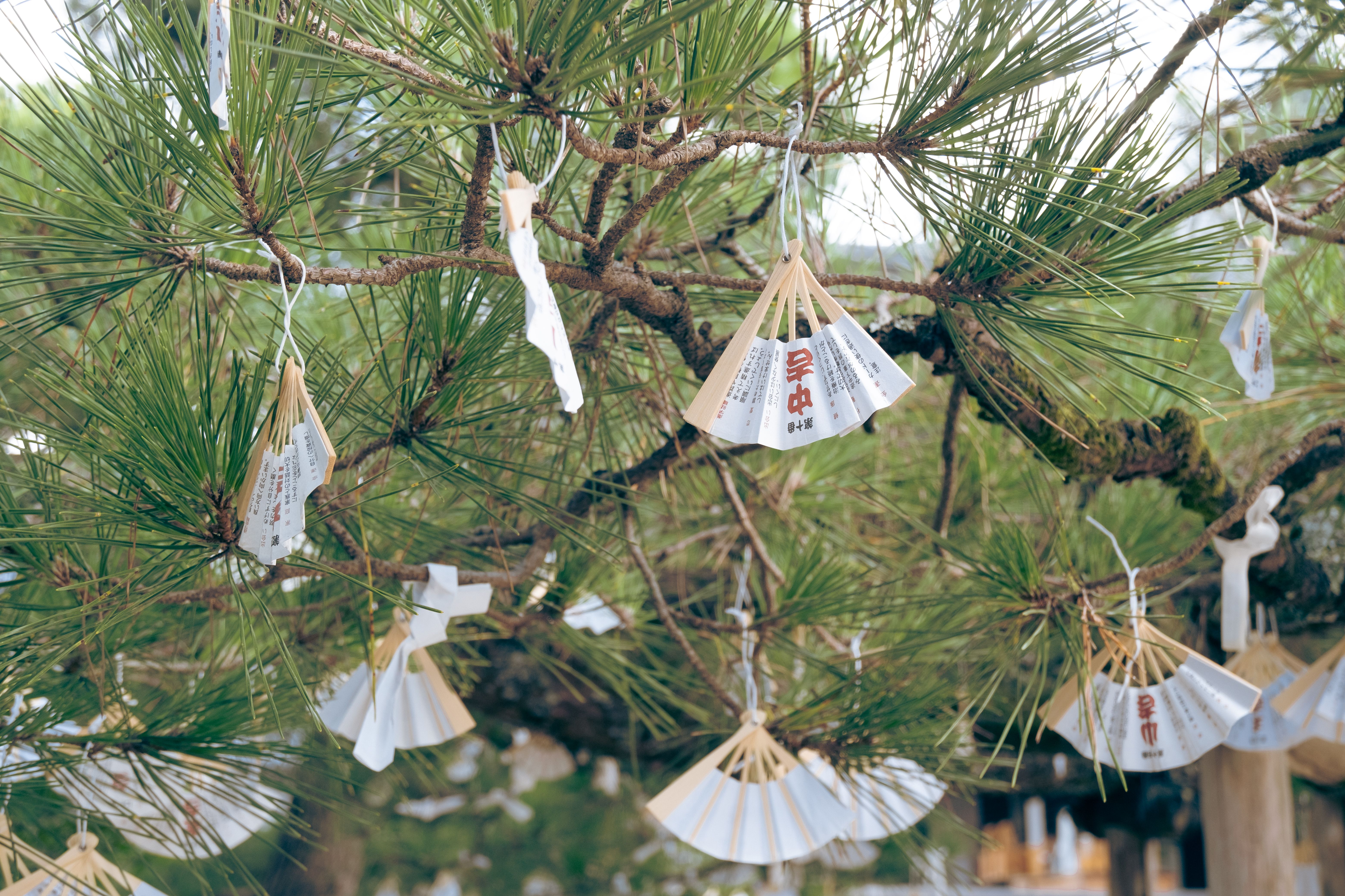 Japanese Hand Fans Hanging on the Branches · Free Stock Photo