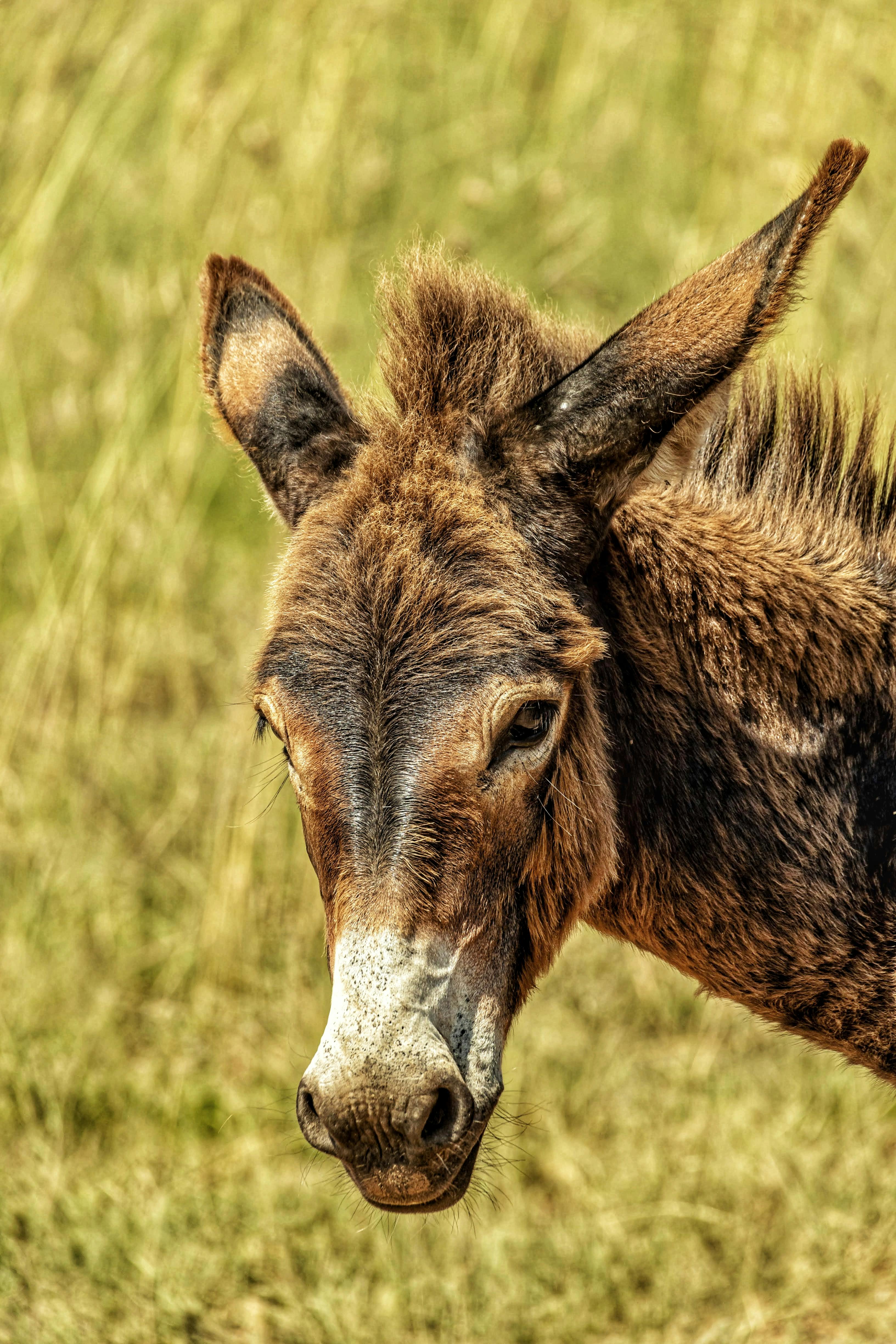 Two Brown Donkeys · Free Stock Photo