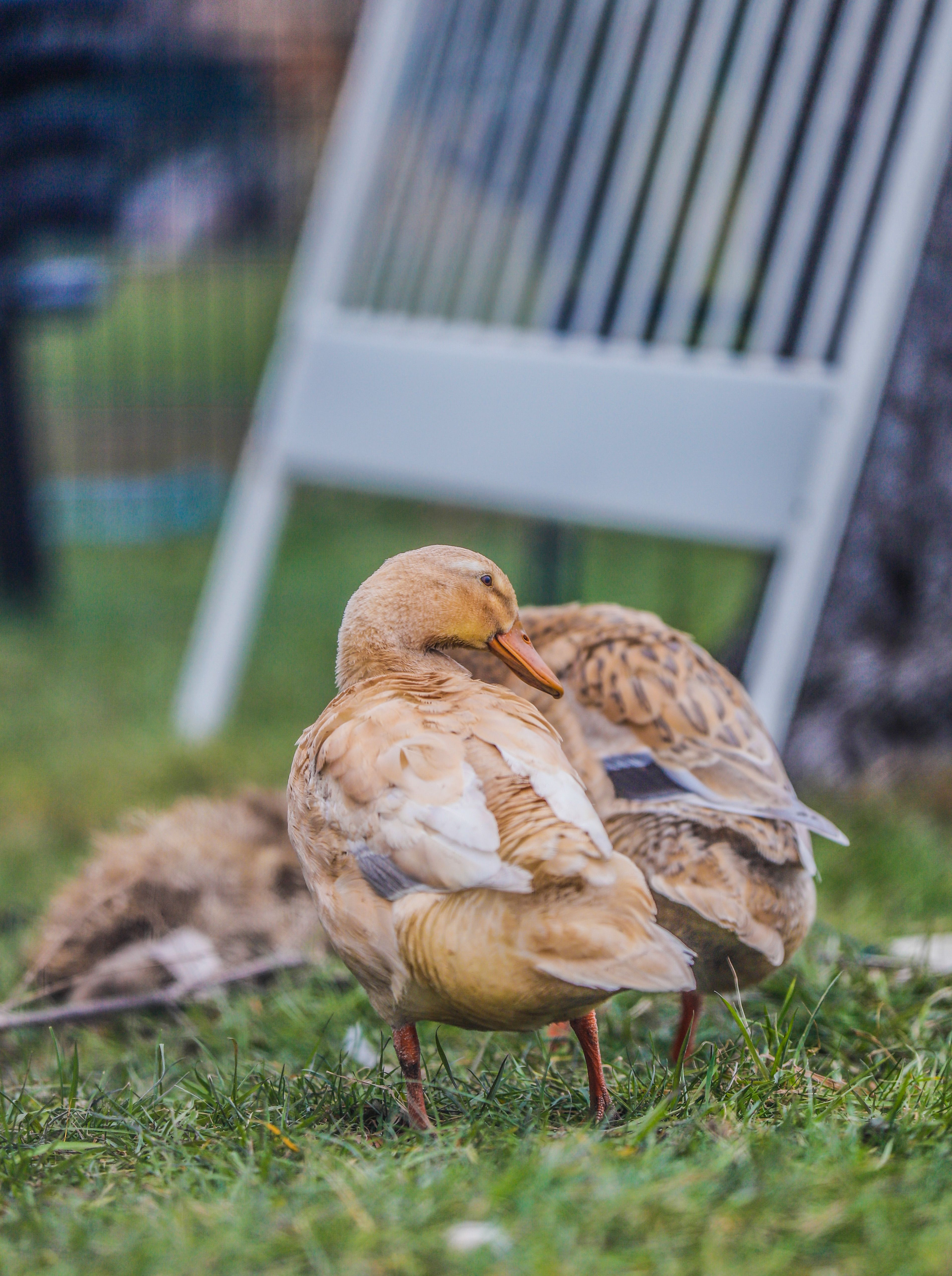 Brown Ducks Standing on the Grass · Free Stock Photo