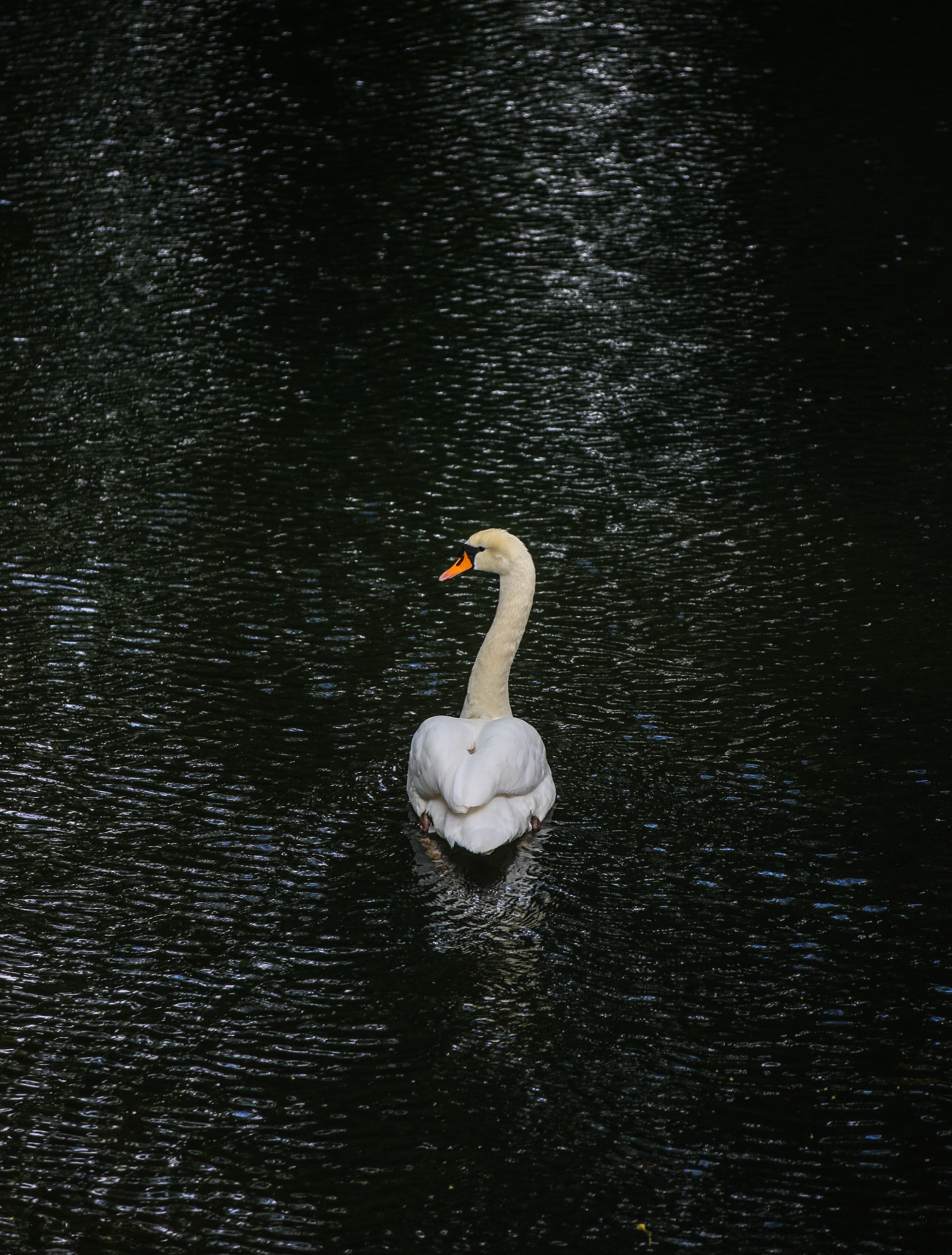 High Swan Photos, Download The BEST Free High Swan Stock Photos & HD Images