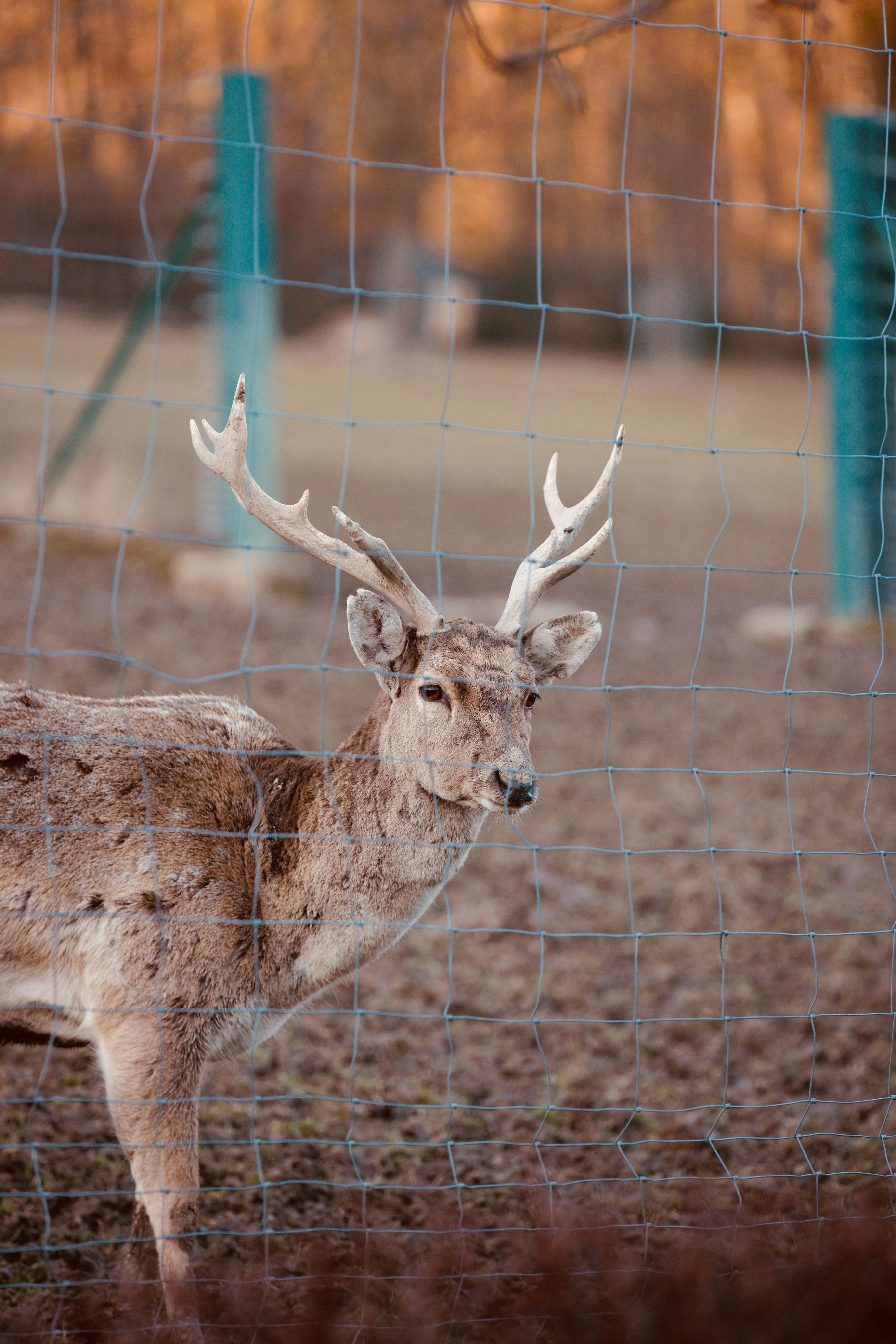 Photo of Deers Near Cyclone Fence · Free Stock Photo