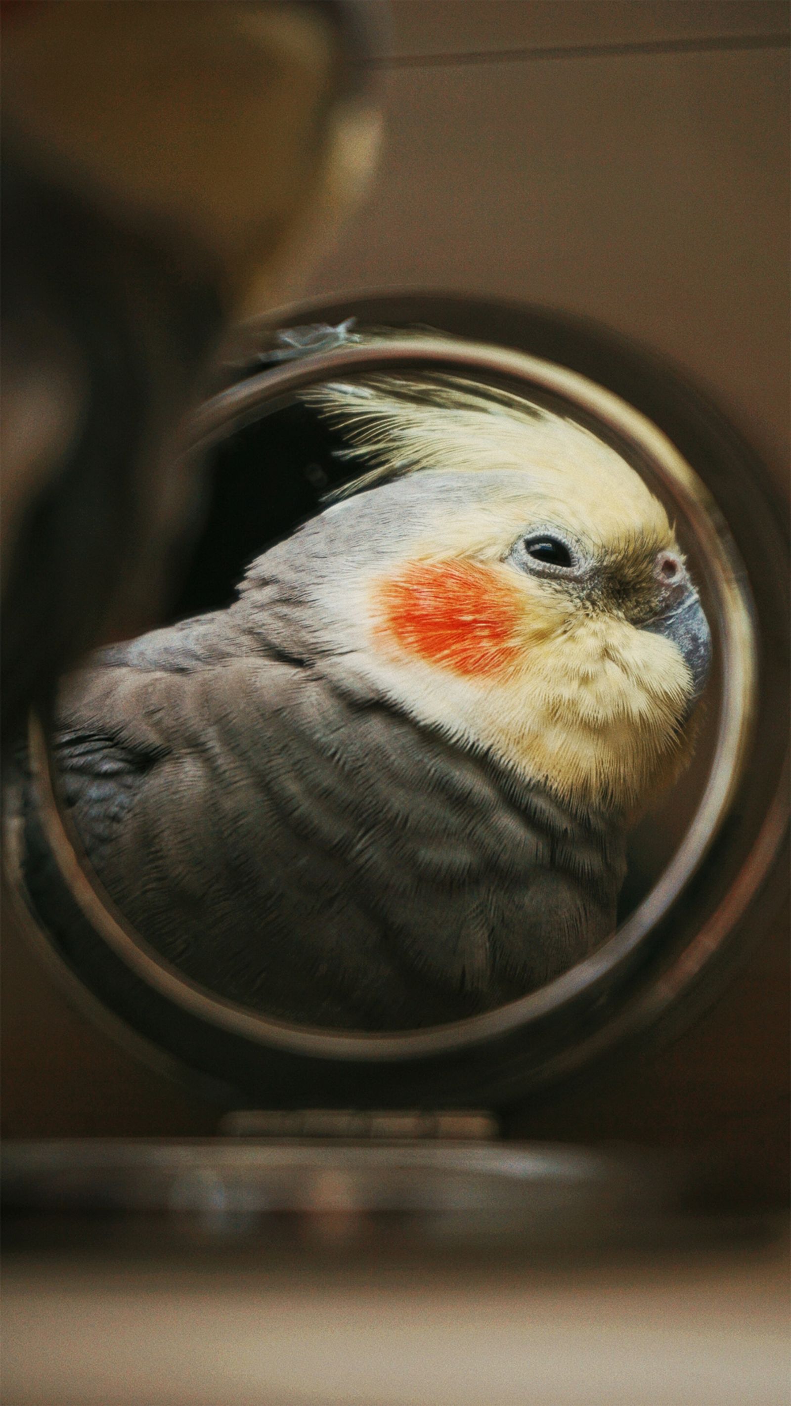 Cockatiel Photos, Download The BEST Free Cockatiel Stock Photos & HD Images