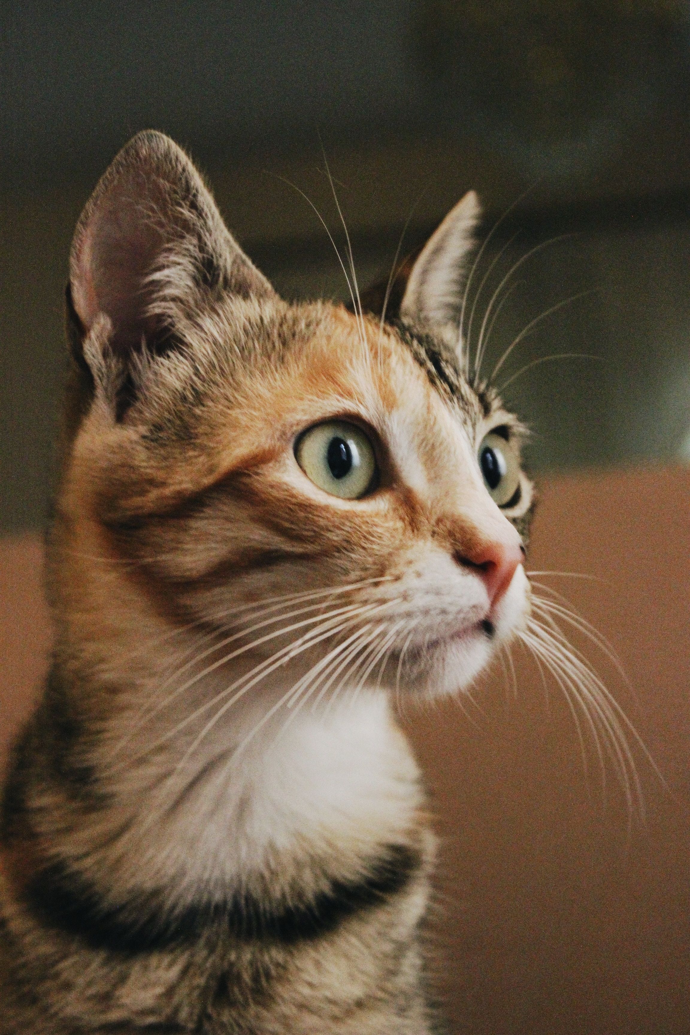 Foto de stock gratuita sobre bigotes, cabeza, calicó, de cerca, felino ...