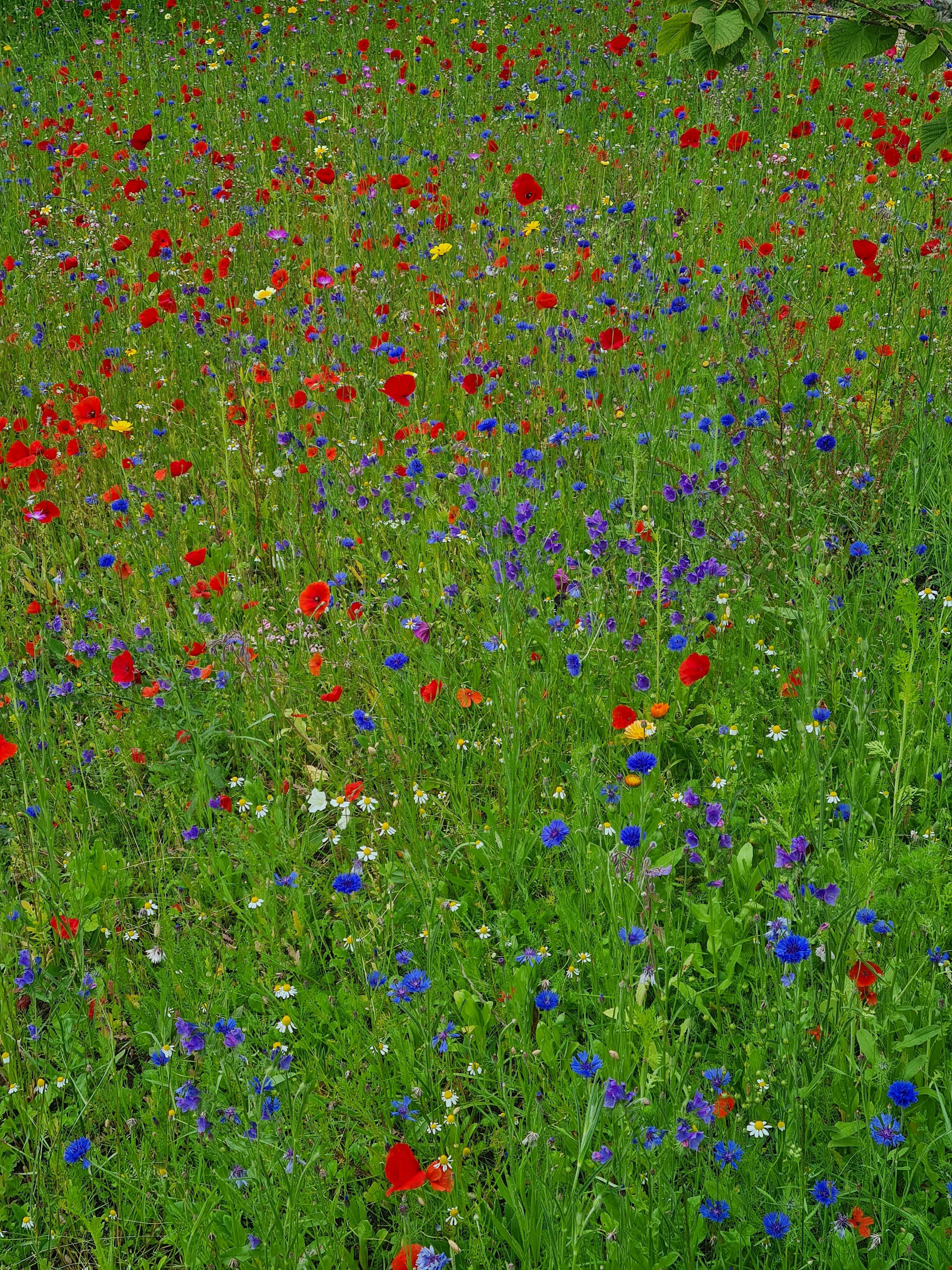 Colorful Flowers on Meadow · Free Stock Photo