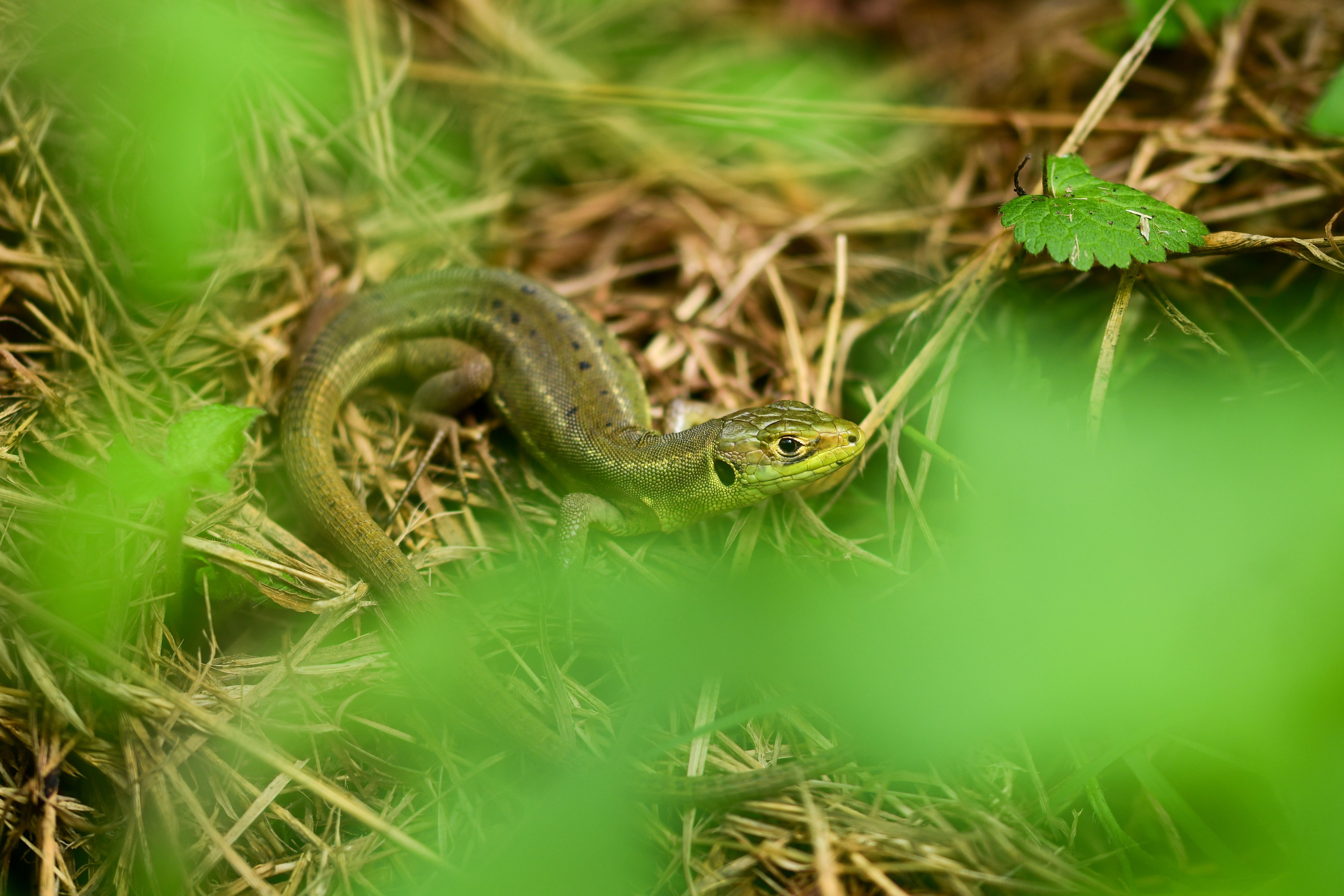 Green Lizard on Grass · Free Stock Photo