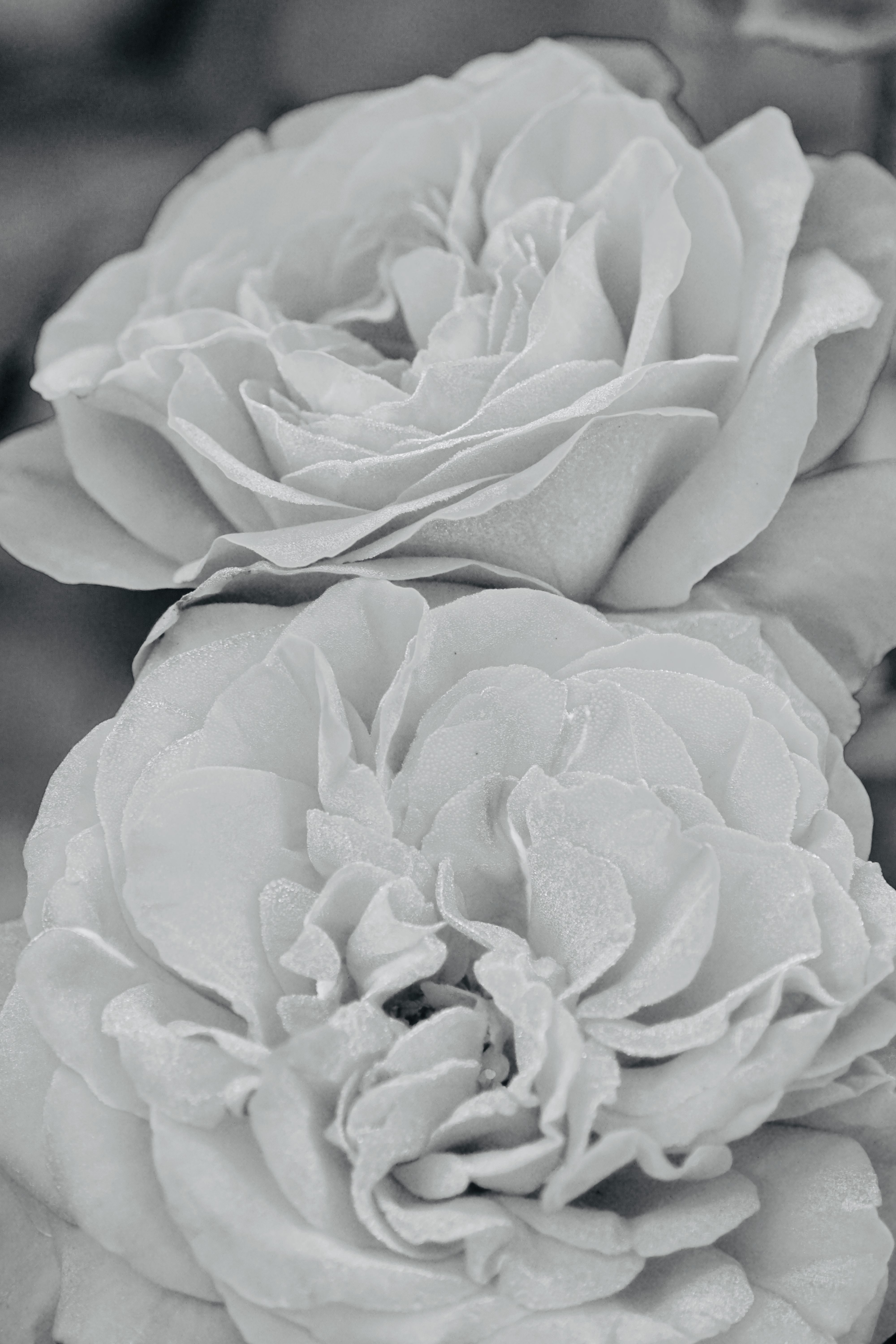 Rose Stauden Photos, Download The BEST Free Rose Stauden Stock Photos ...