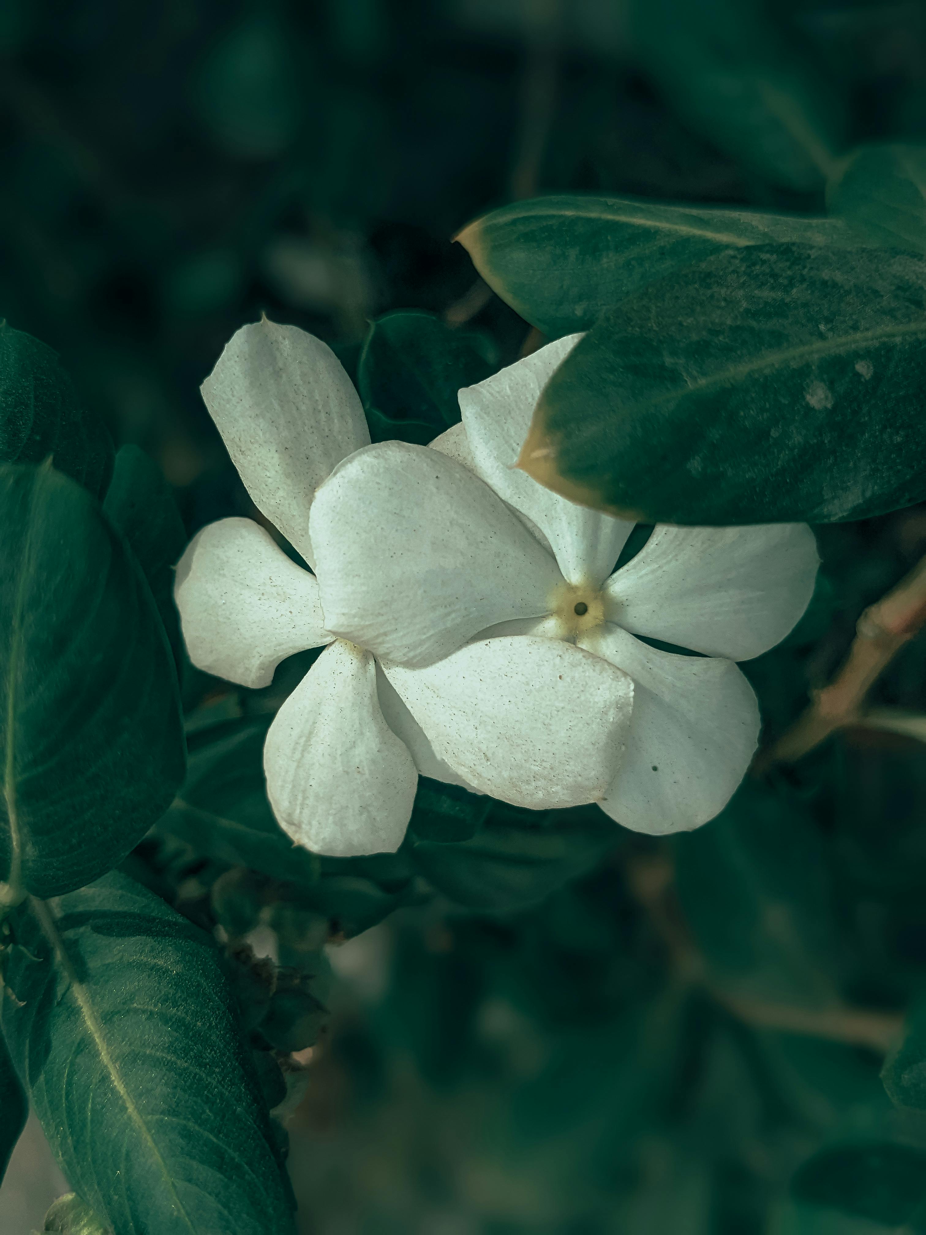 Muhammad Taha - Fotografie