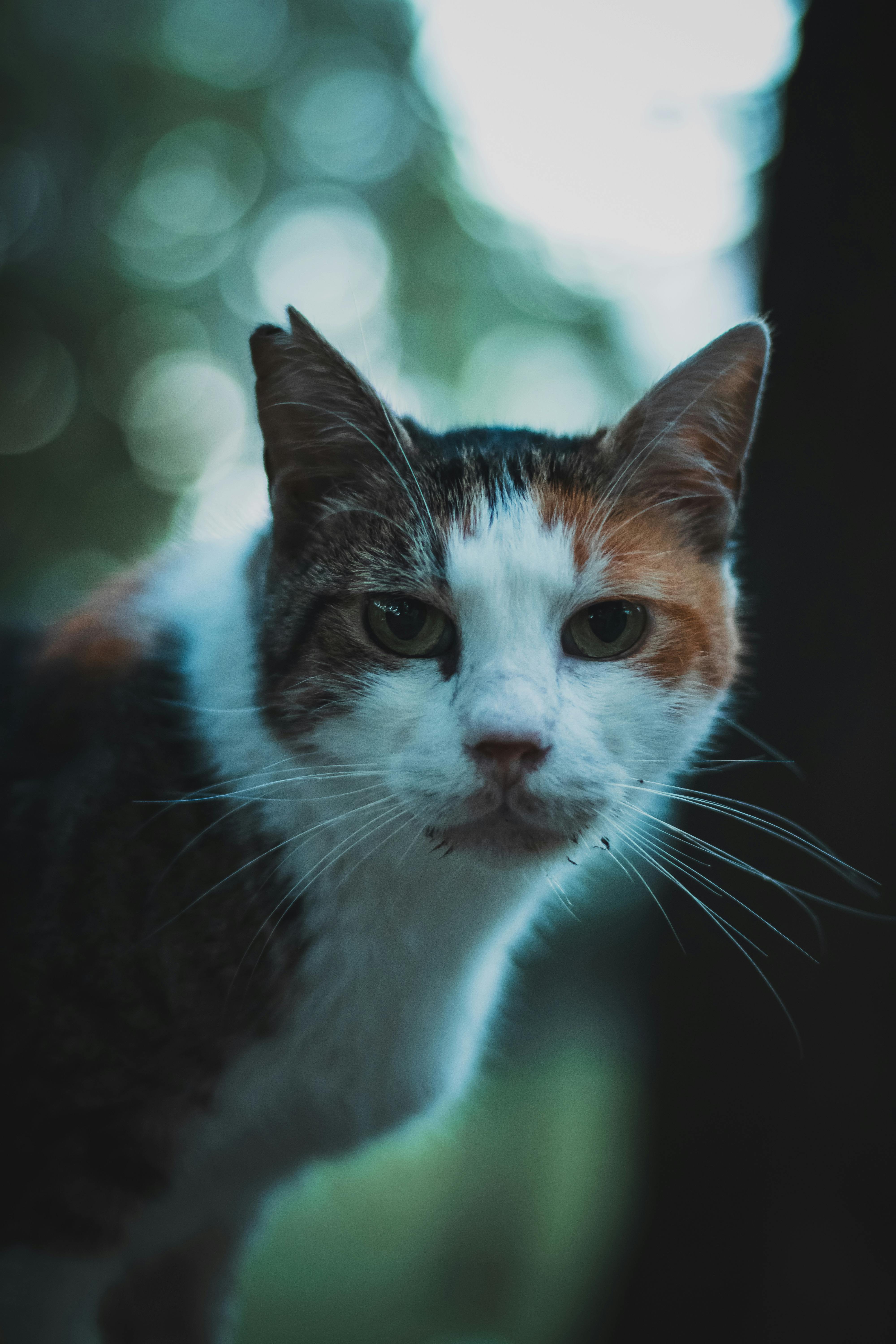 Tortoiseshell Cat · Free Stock Photo