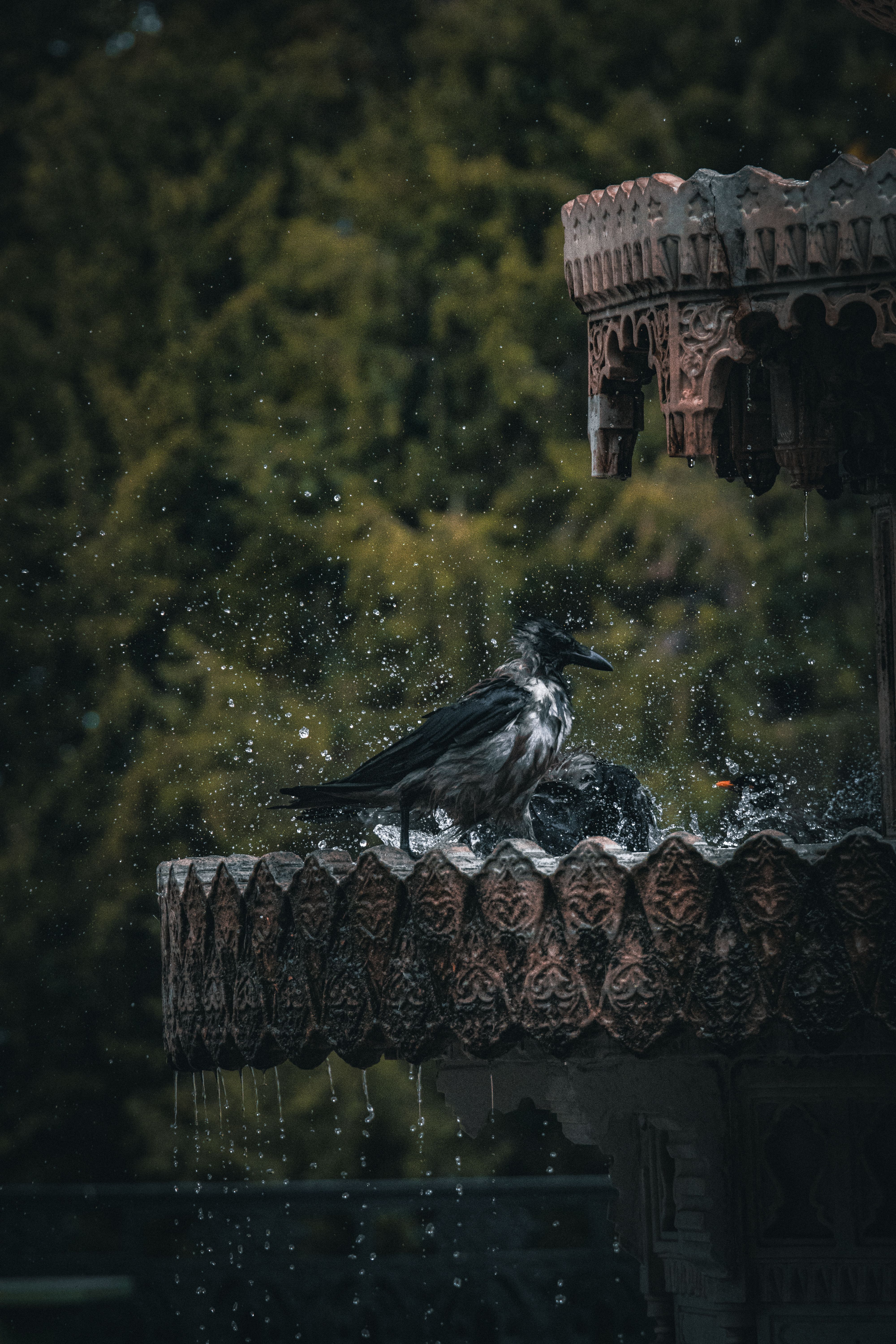 Birds Cooling in the Fountain · Free Stock Photo