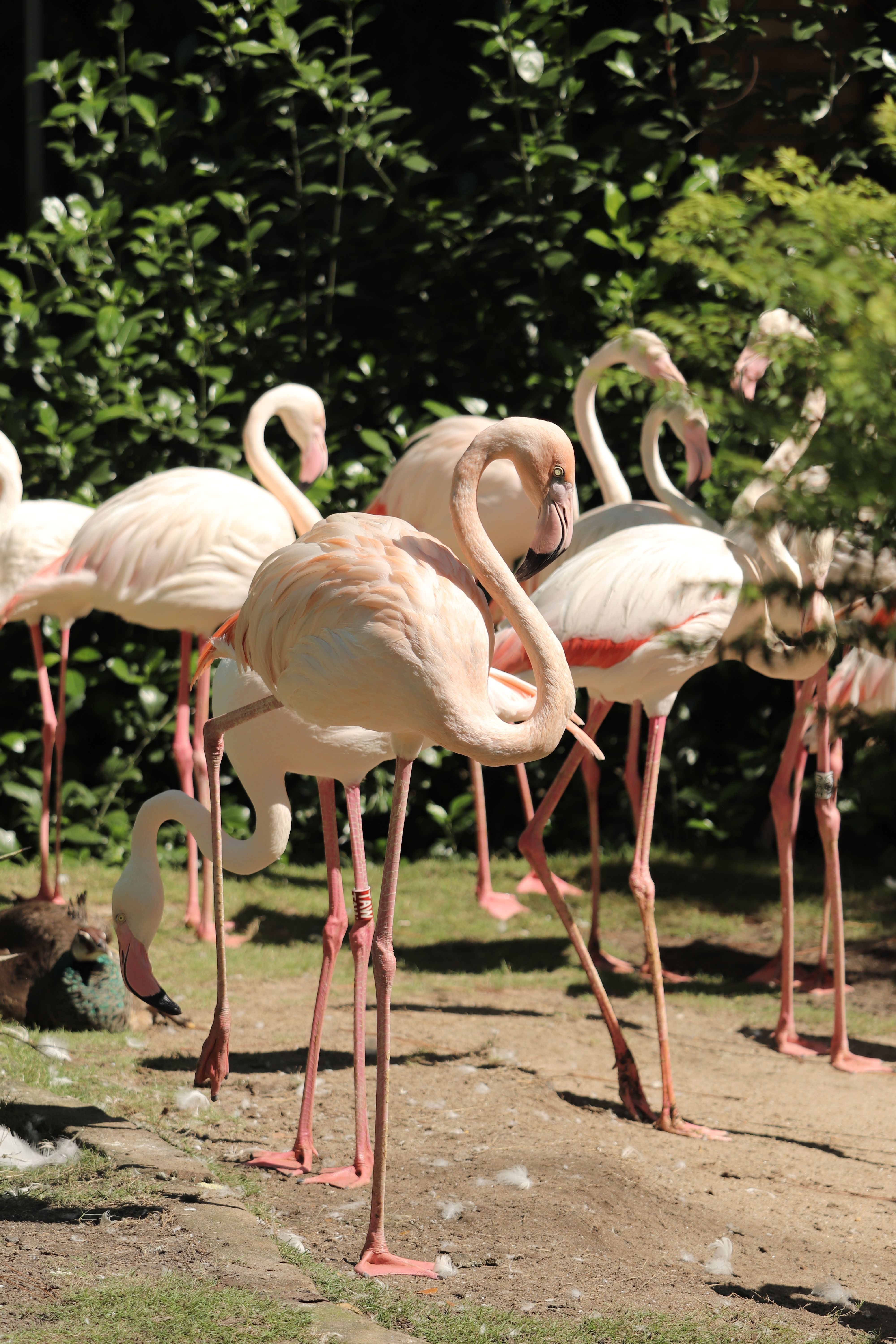 Flamingos Walking by the Trees · Free Stock Photo