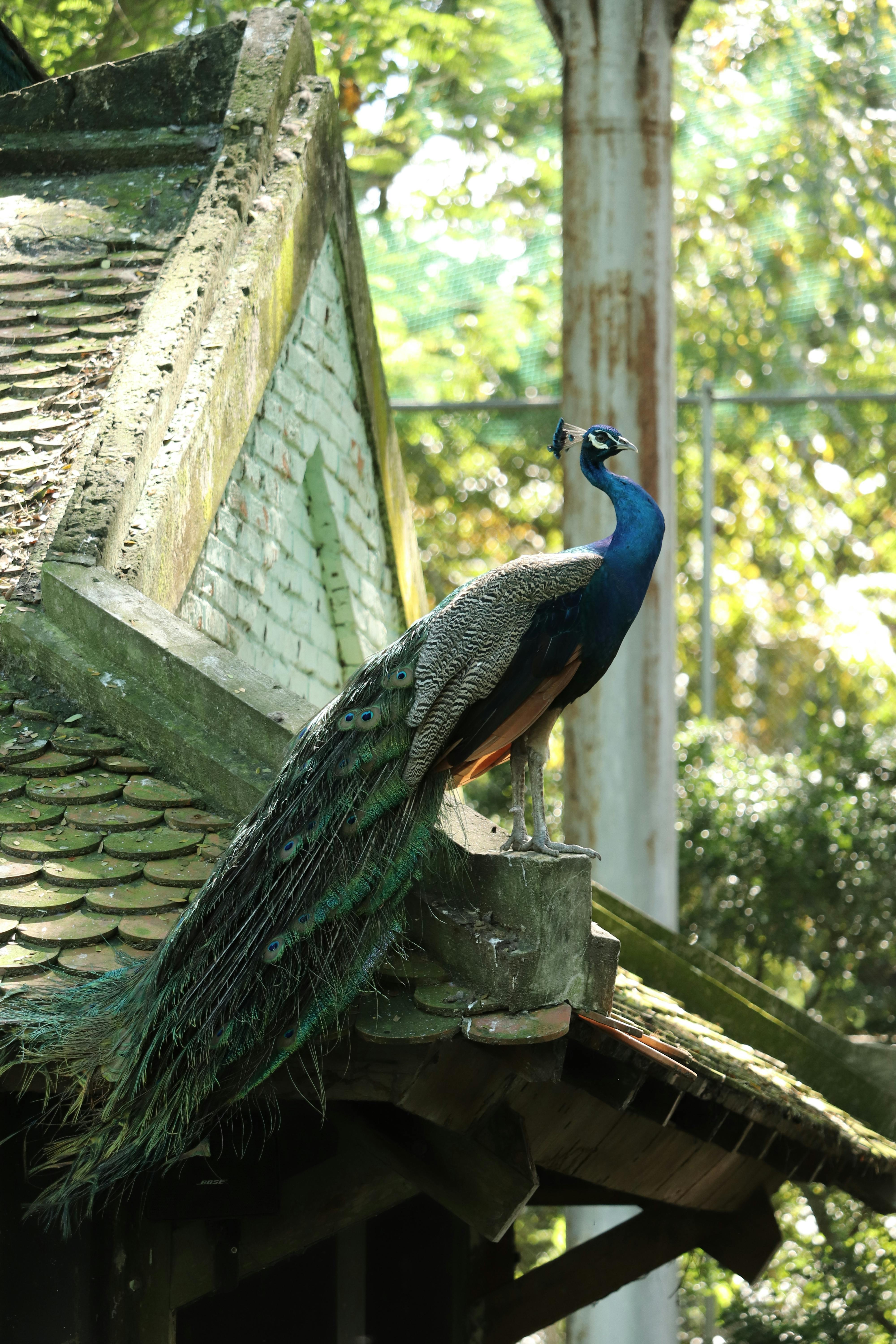 Blue and Brown Peacock · Free Stock Photo