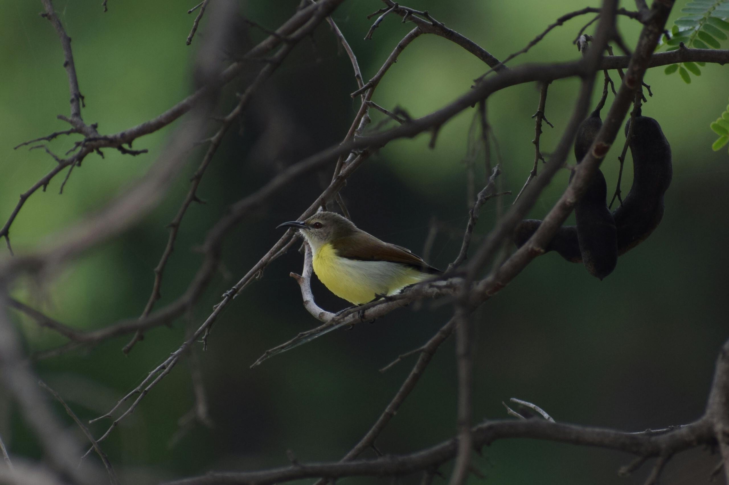 Brown Bird on Tree Branch · Free Stock Photo