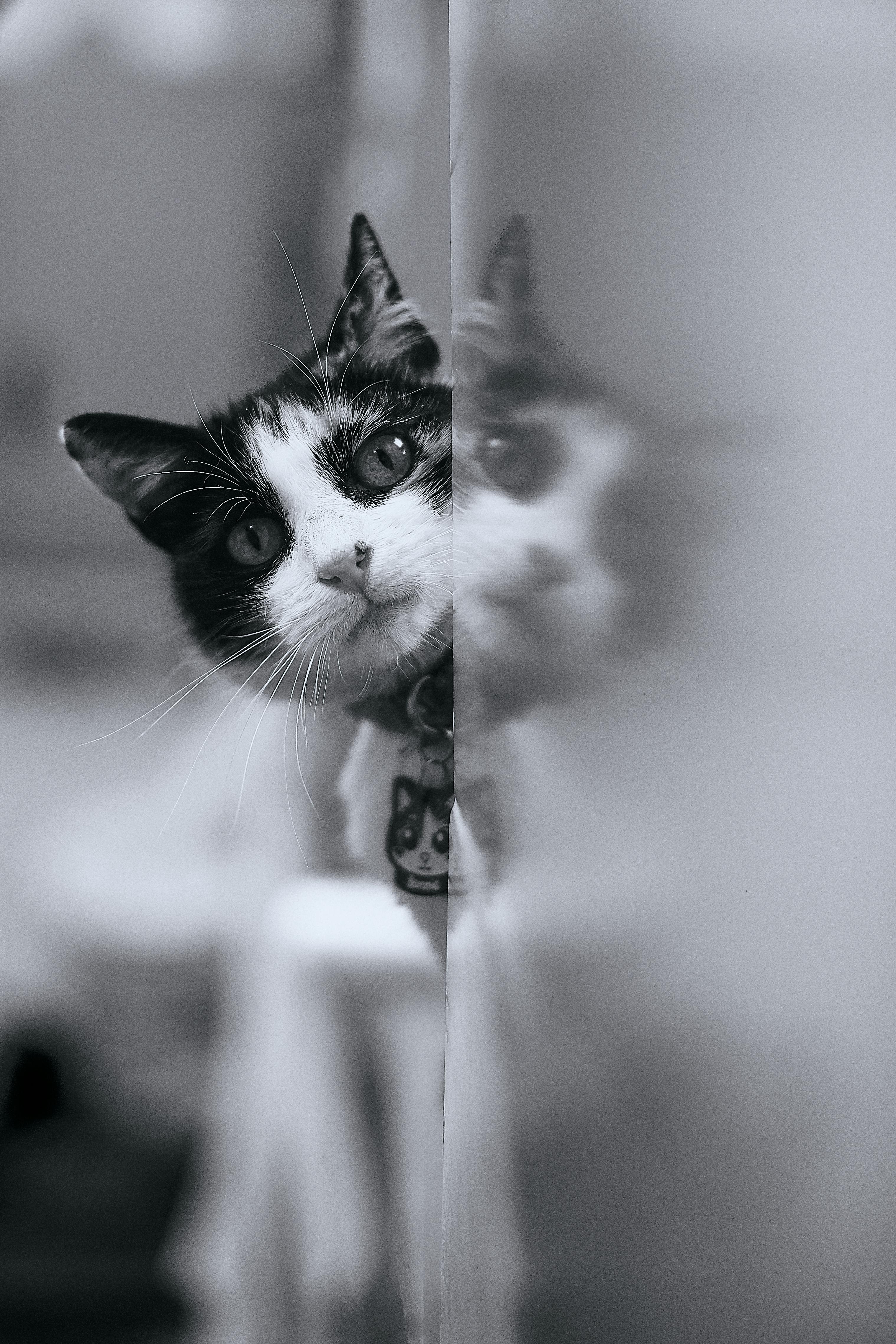 Cat Behind Photos, Download The BEST Free Cat Behind Stock Photos & HD ...