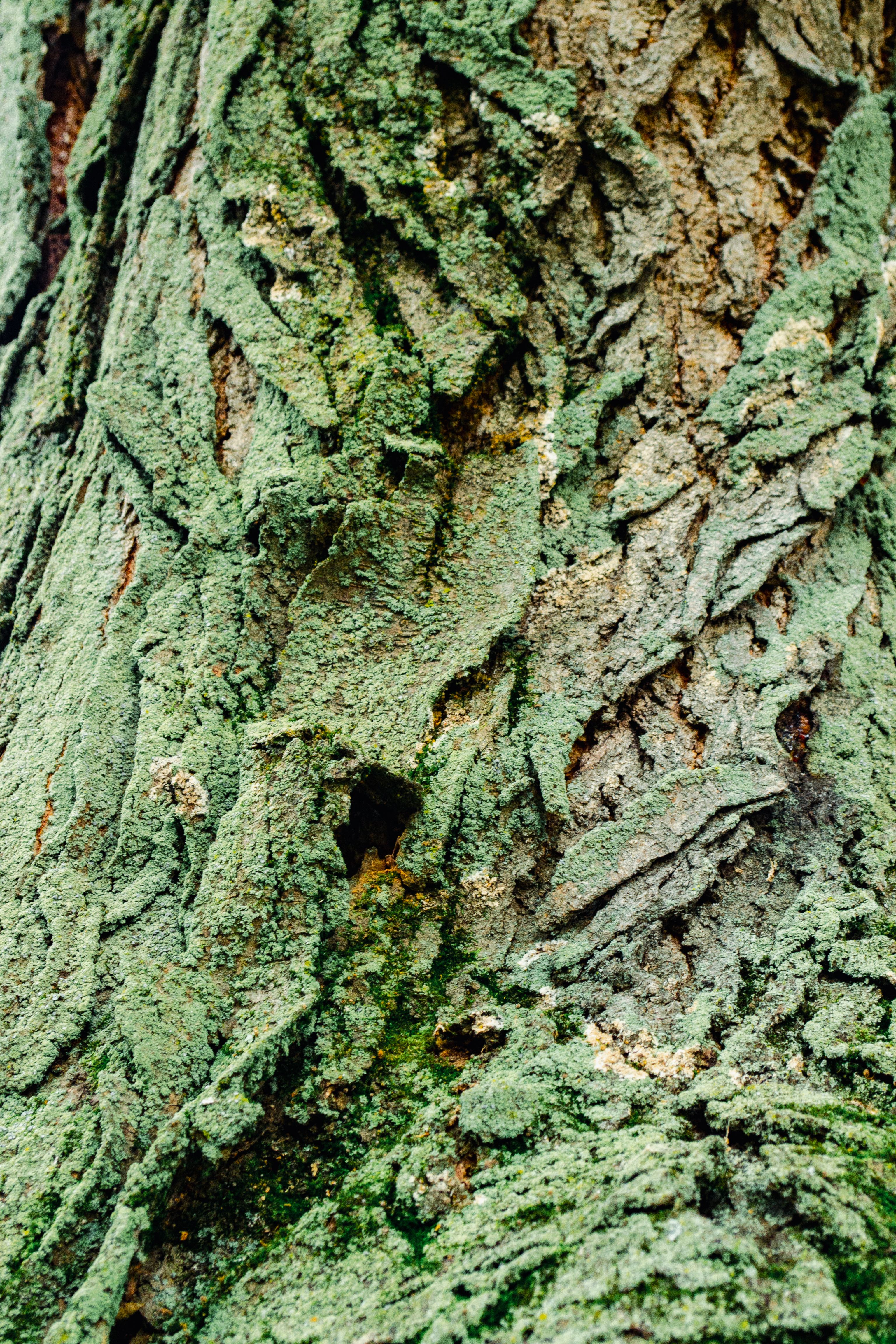 Closeup of a Green Tree Bark · Free Stock Photo