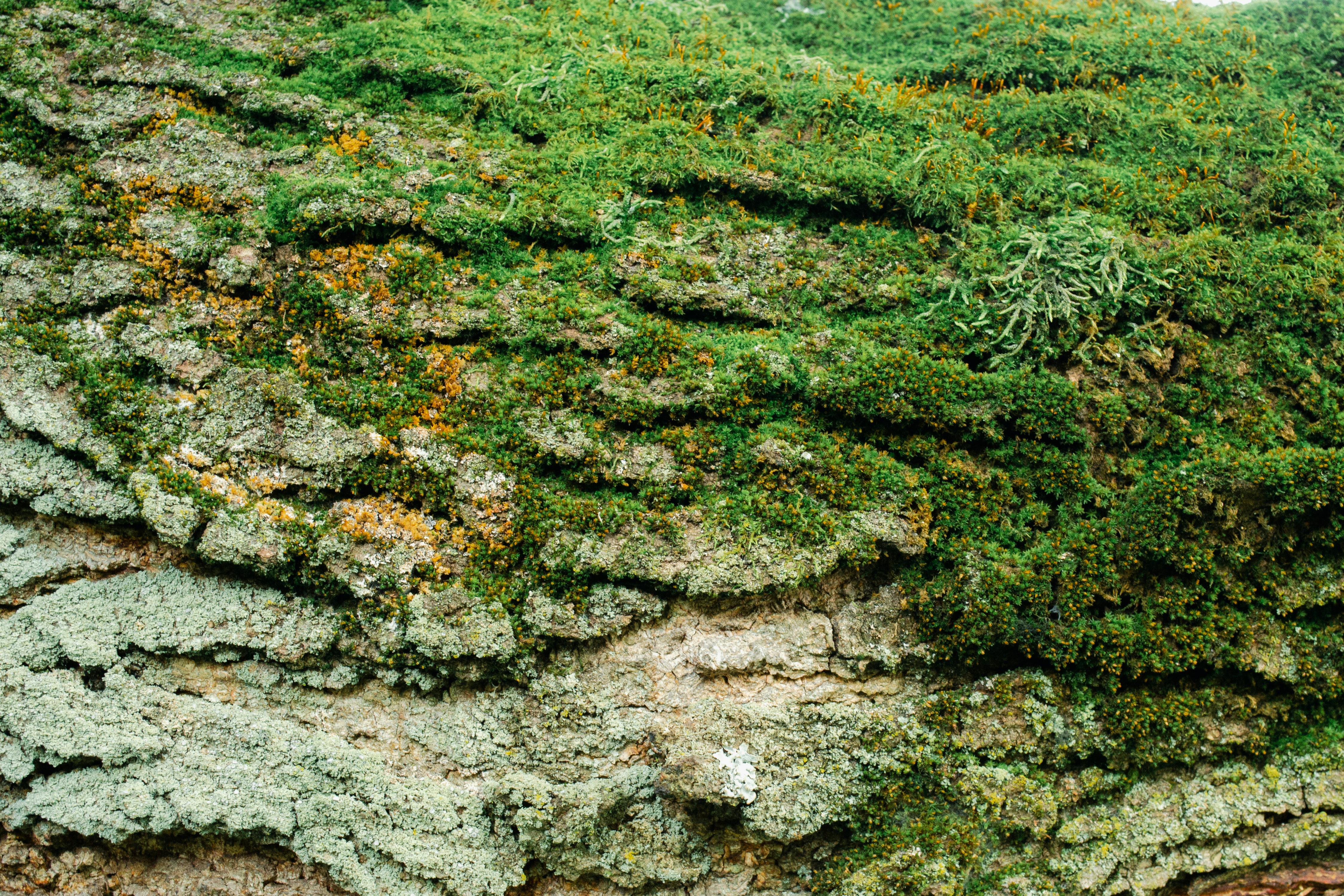 Growth on Rocks · Free Stock Photo