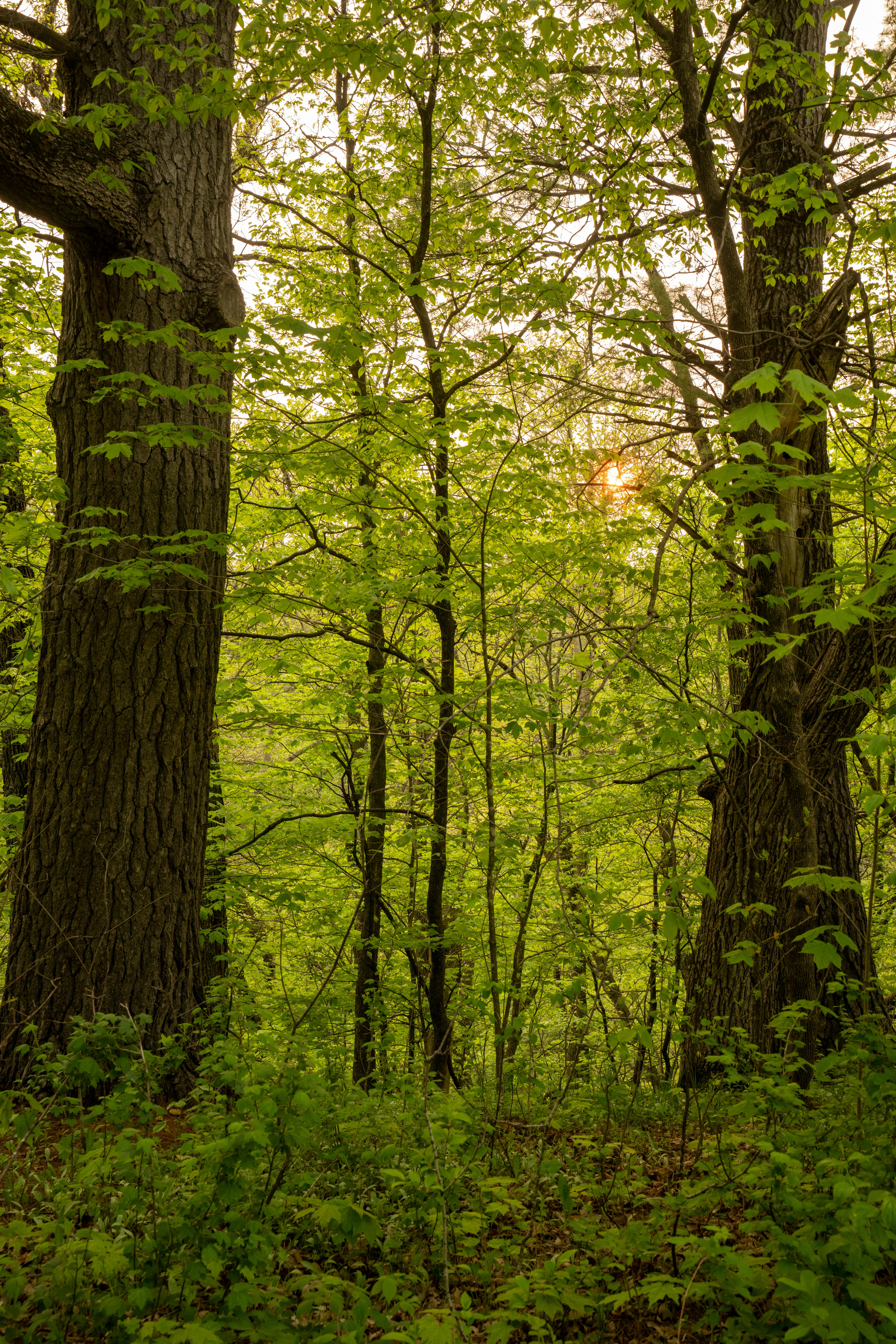 Dense Foliage Woods · Free Stock Photo
