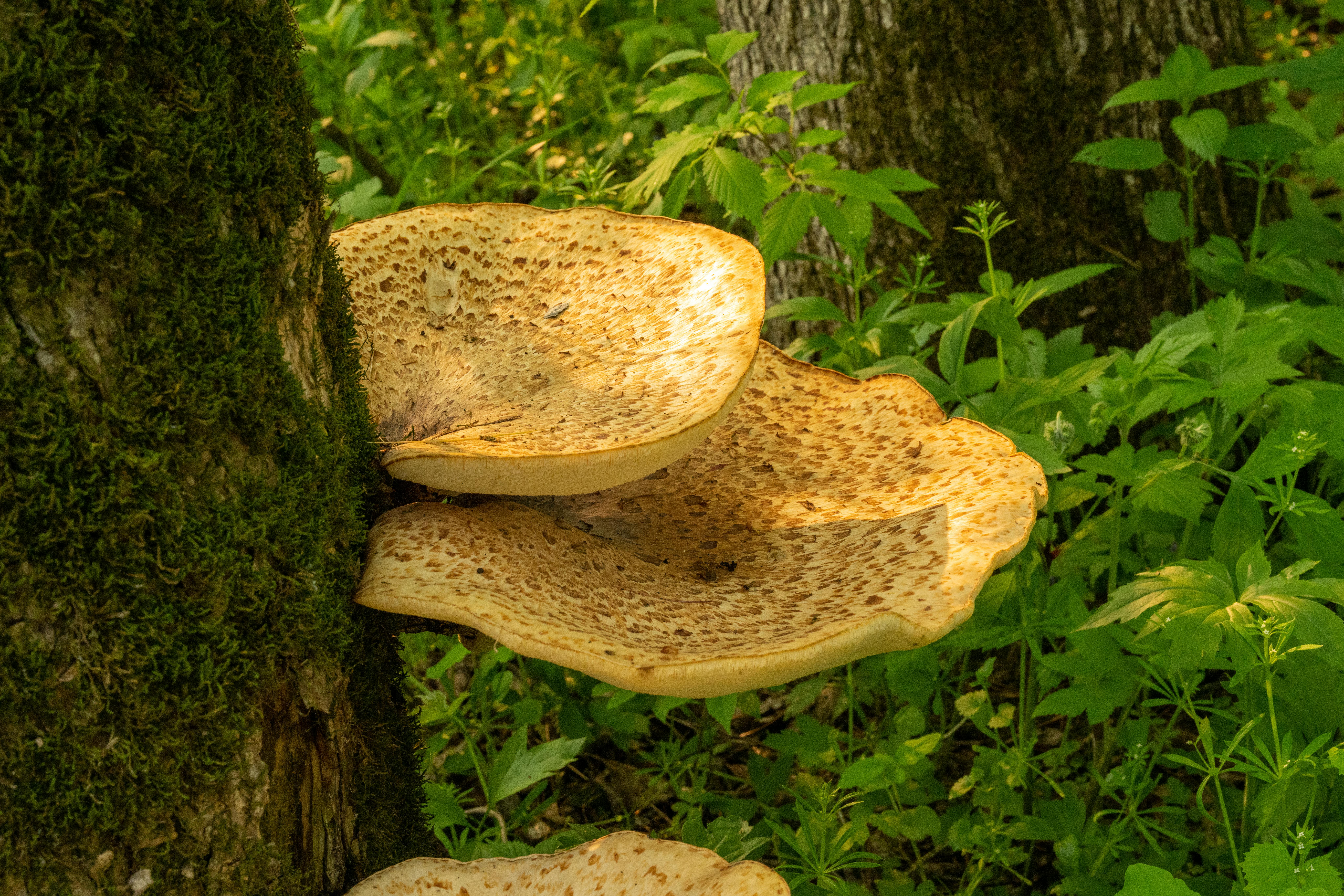 Dryads saddle Growing on a Tree · Free Stock Photo