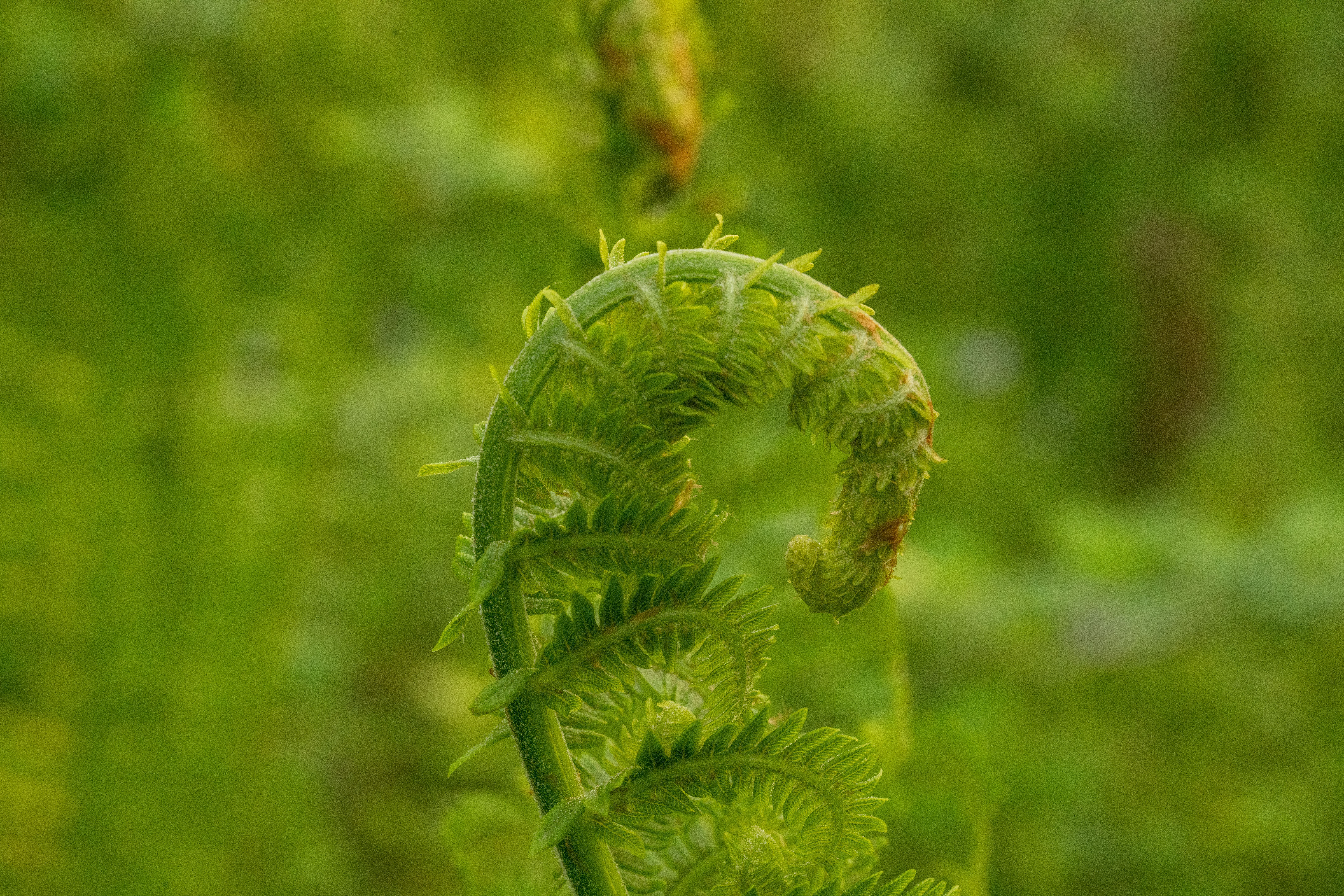 Close-up of a Fern · Free Stock Photo