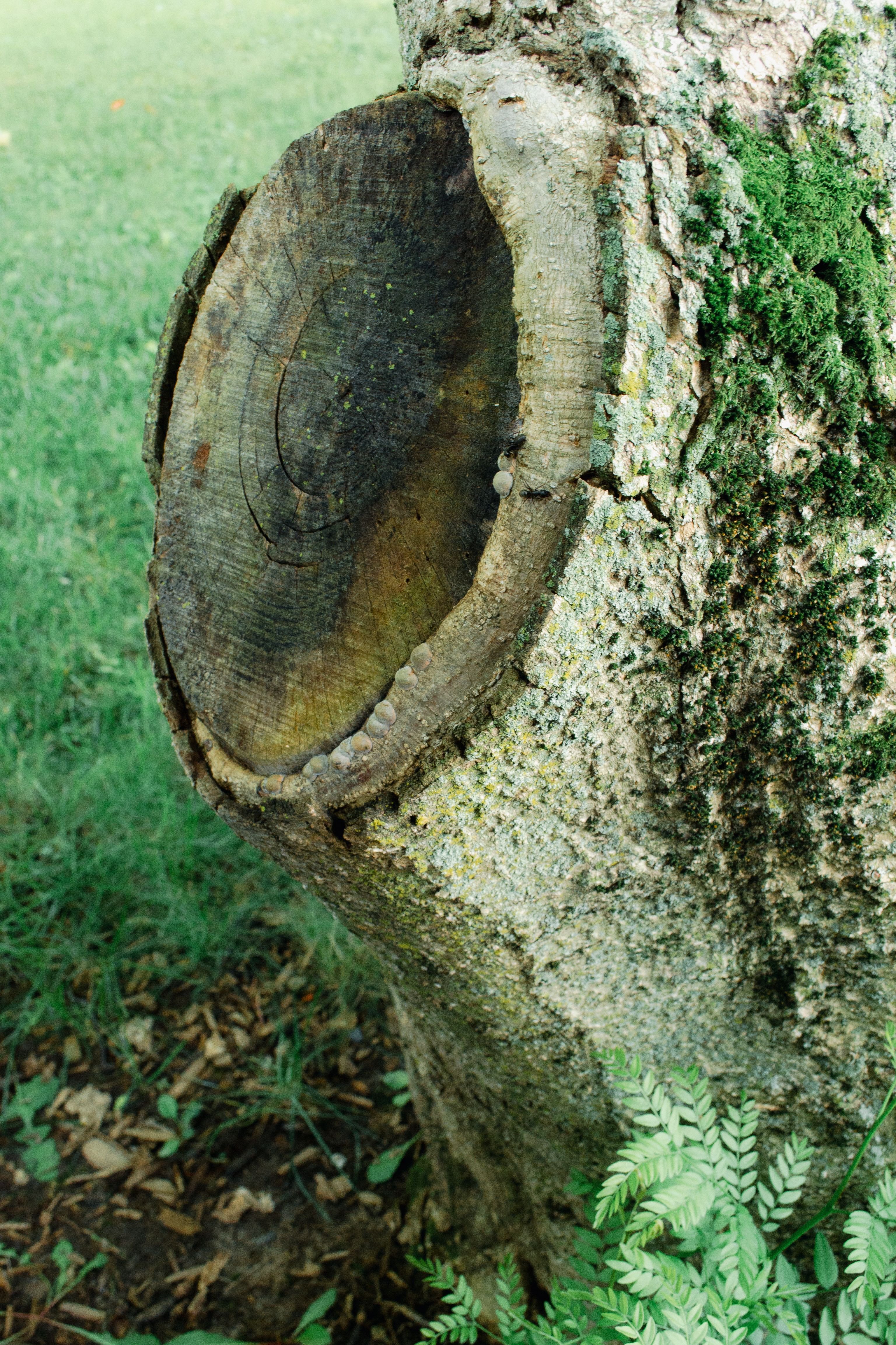Cut Tree Trunk · Free Stock Photo