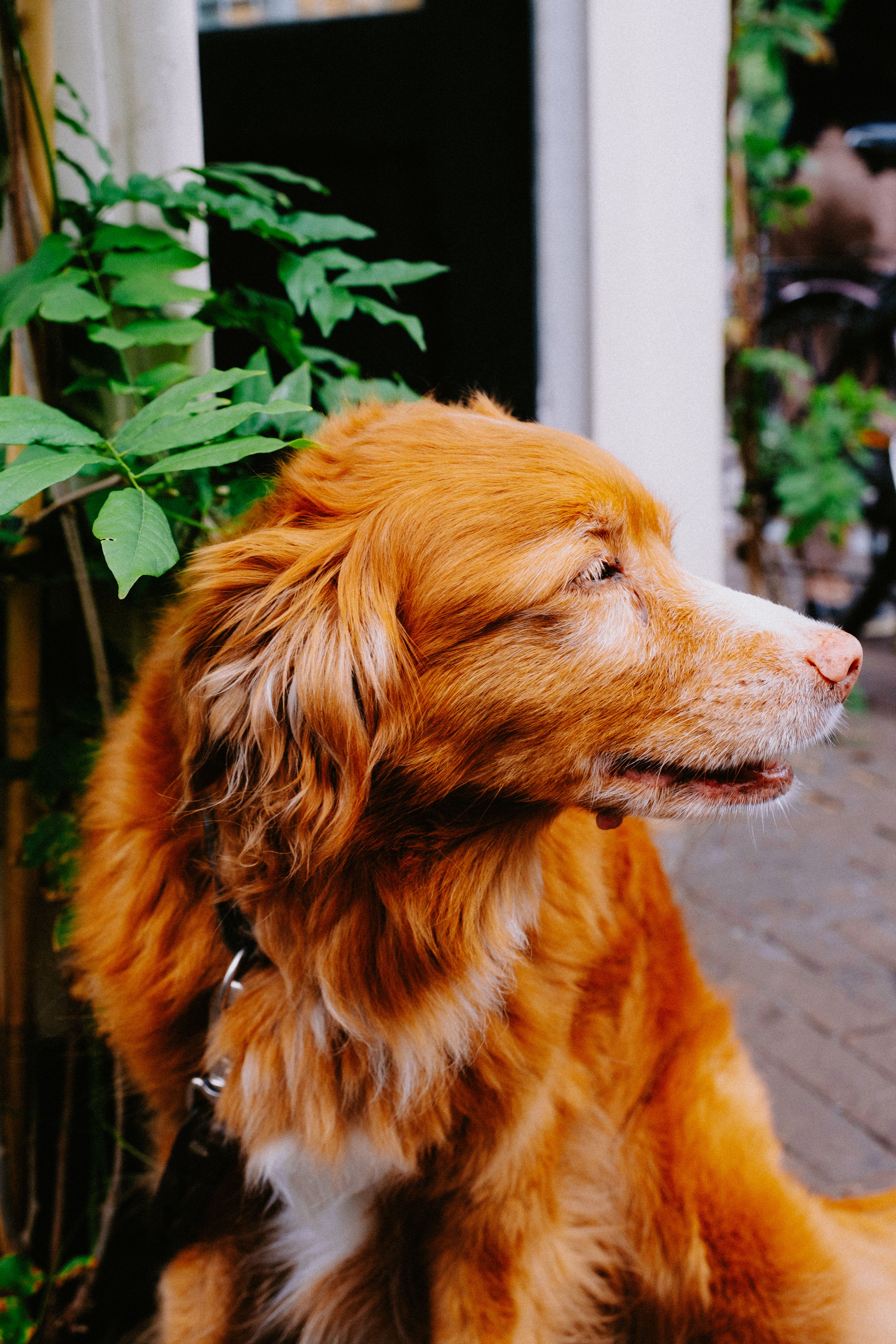 Orange Dog in the Garden · Free Stock Photo