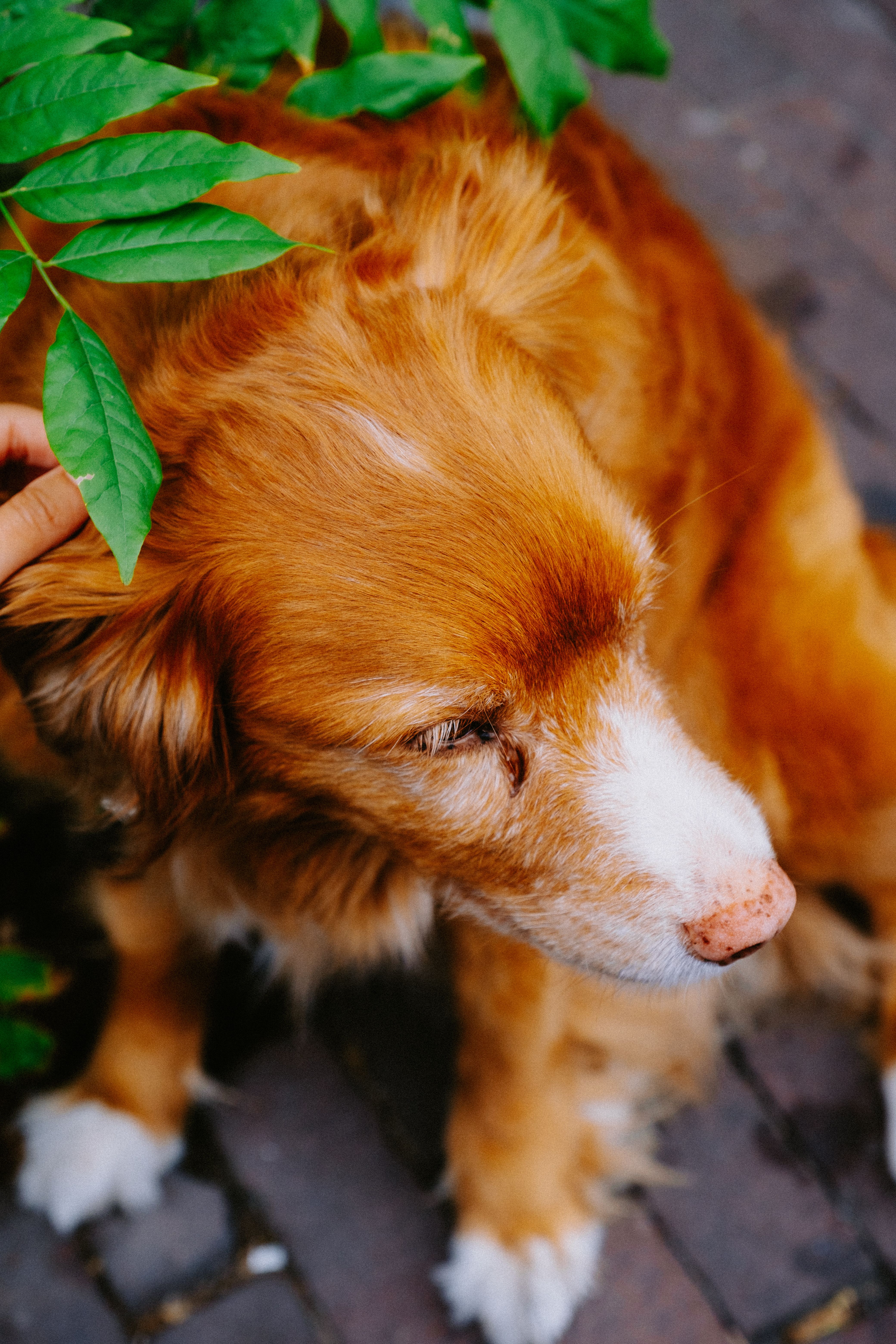 Closeup of a Dog with Long Ginger Hair · Free Stock Photo